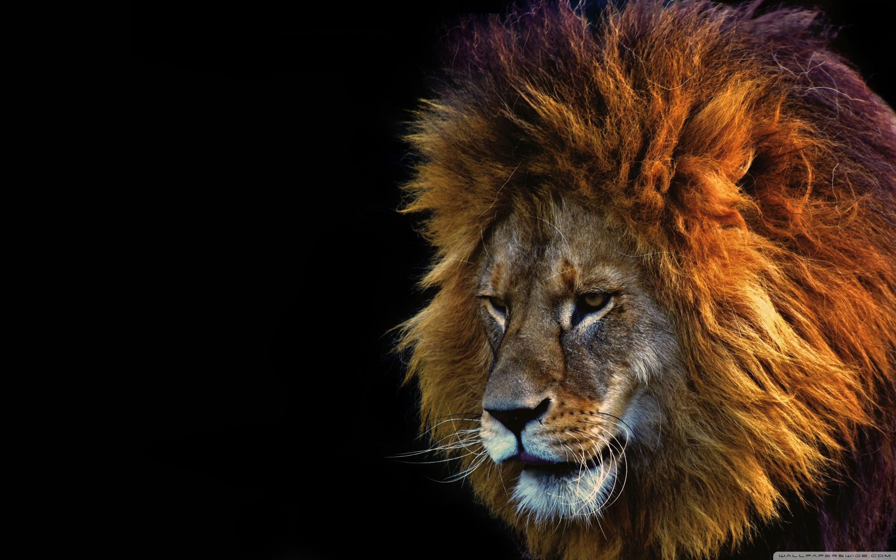 Lion Face Desktop Wallpapers - Top Free Lion Face Desktop Backgrounds ...