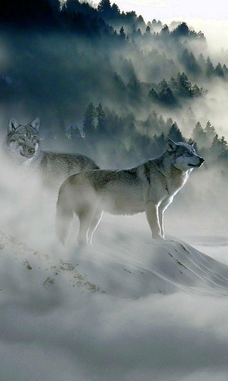 Pack of Wolves Wallpapers - Top Free Pack of Wolves Backgrounds ...