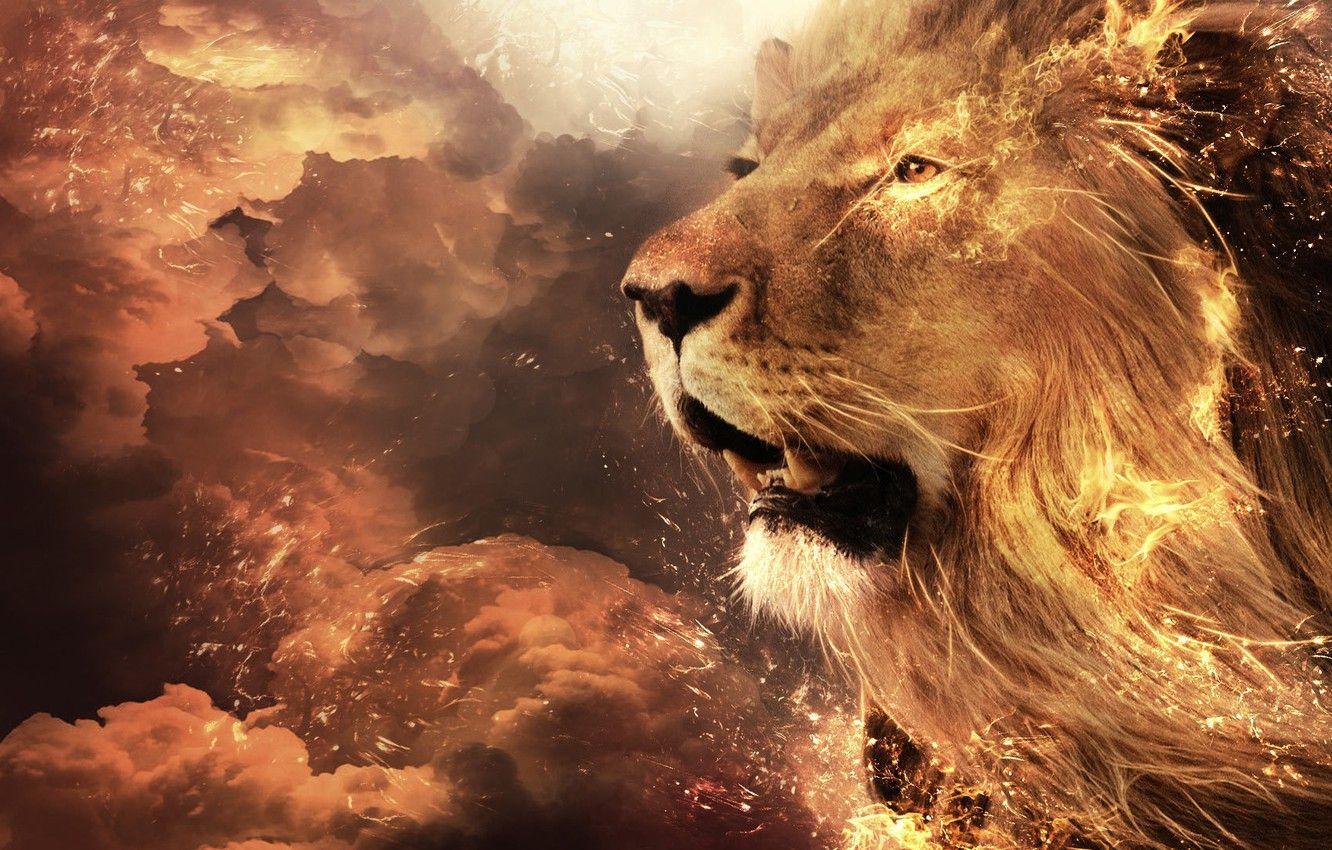 Lion Head Wallpapers - Top Free Lion Head Backgrounds - WallpaperAccess