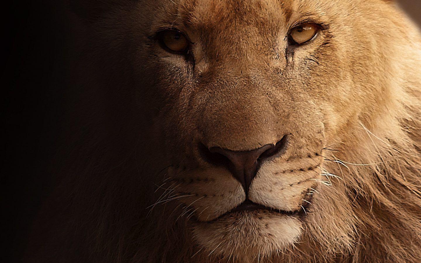 Lion Face Desktop Wallpapers - Top Free Lion Face Desktop Backgrounds ...