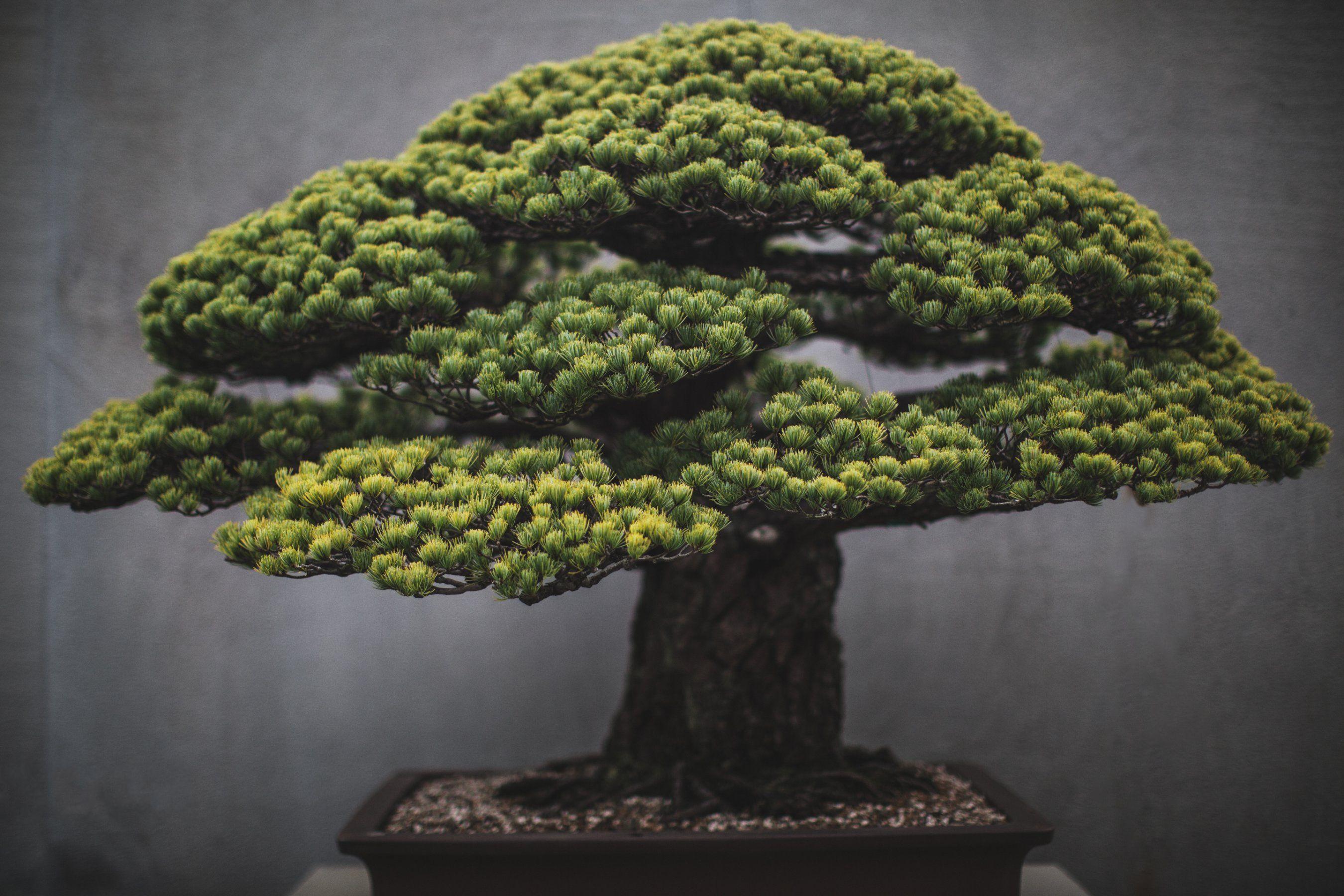 Bonsai Wallpapers - Top Free Bonsai Backgrounds - WallpaperAccess