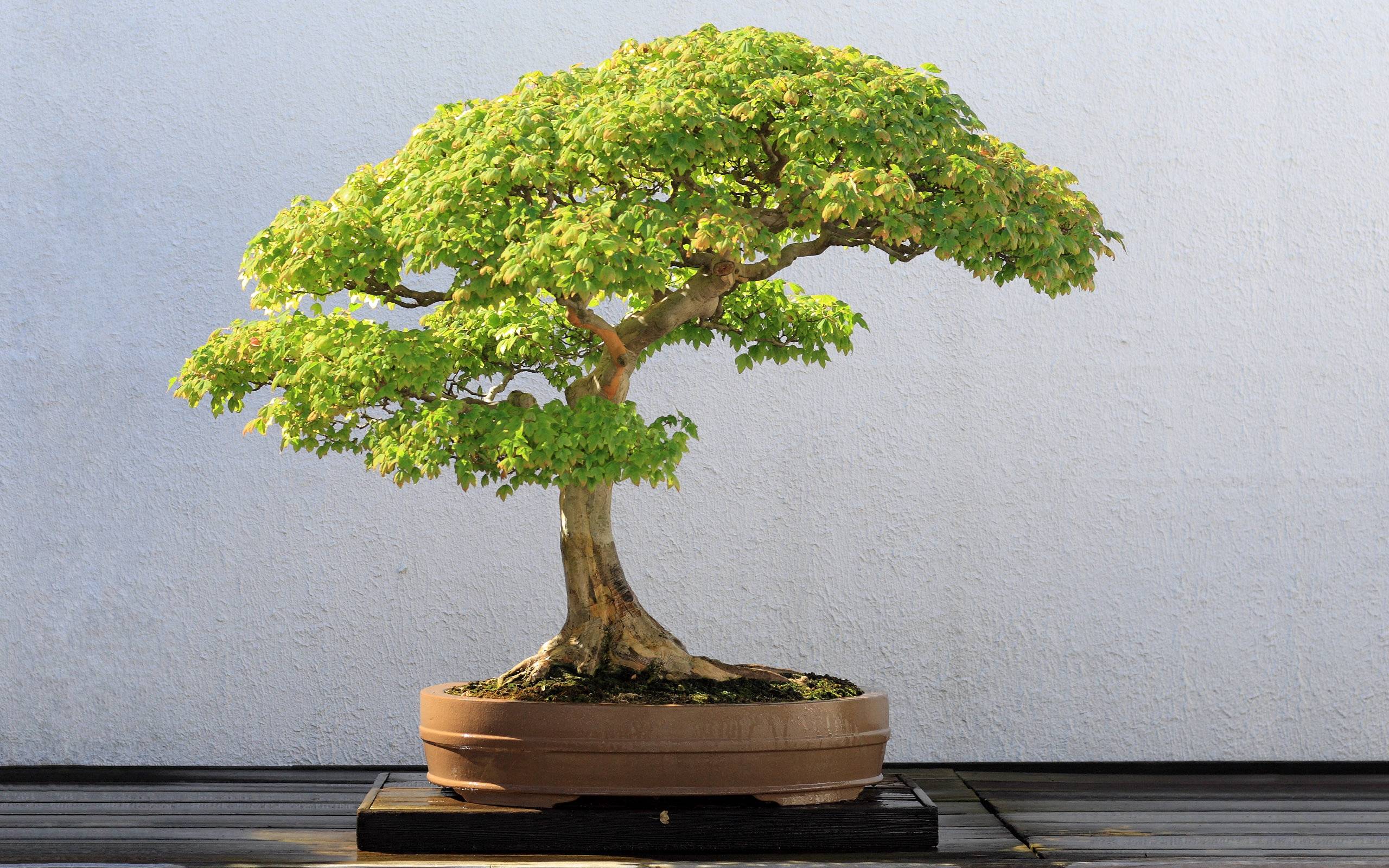 Bonsai Wallpapers - Top Free Bonsai Backgrounds - WallpaperAccess
