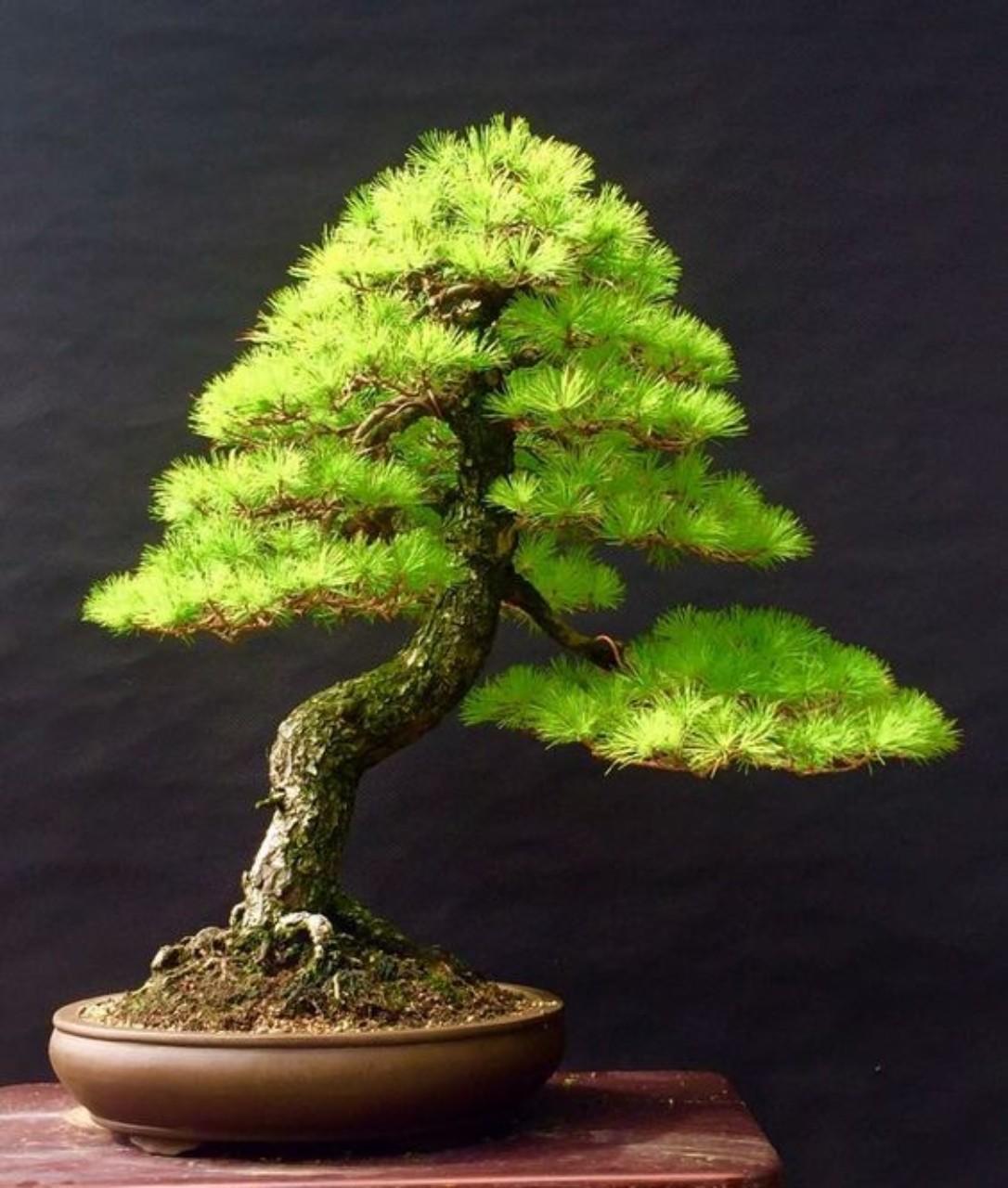 Bonsai Wallpapers - Top Free Bonsai Backgrounds - WallpaperAccess