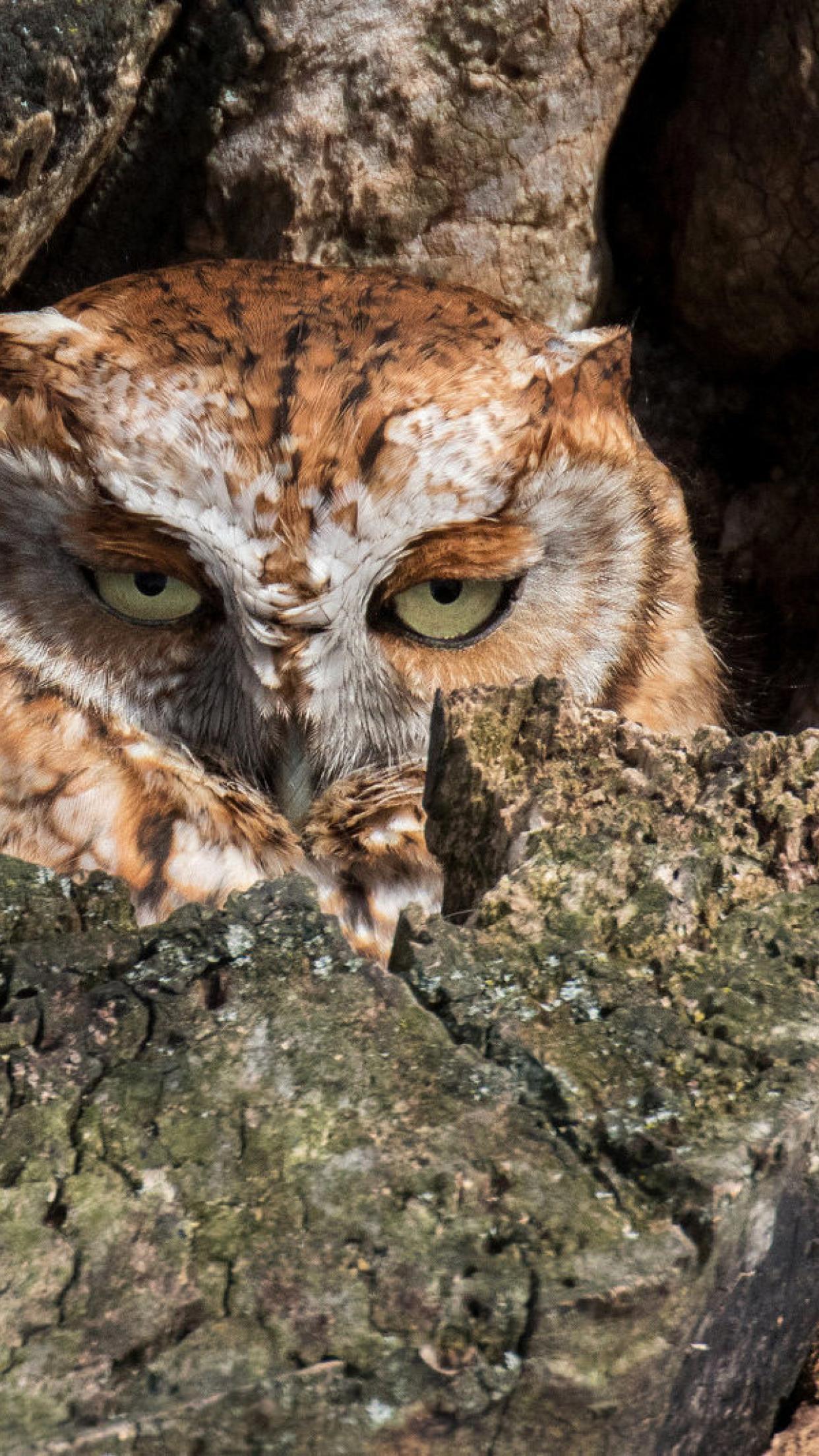 Evil Owl Wallpapers - Top Free Evil Owl Backgrounds - WallpaperAccess