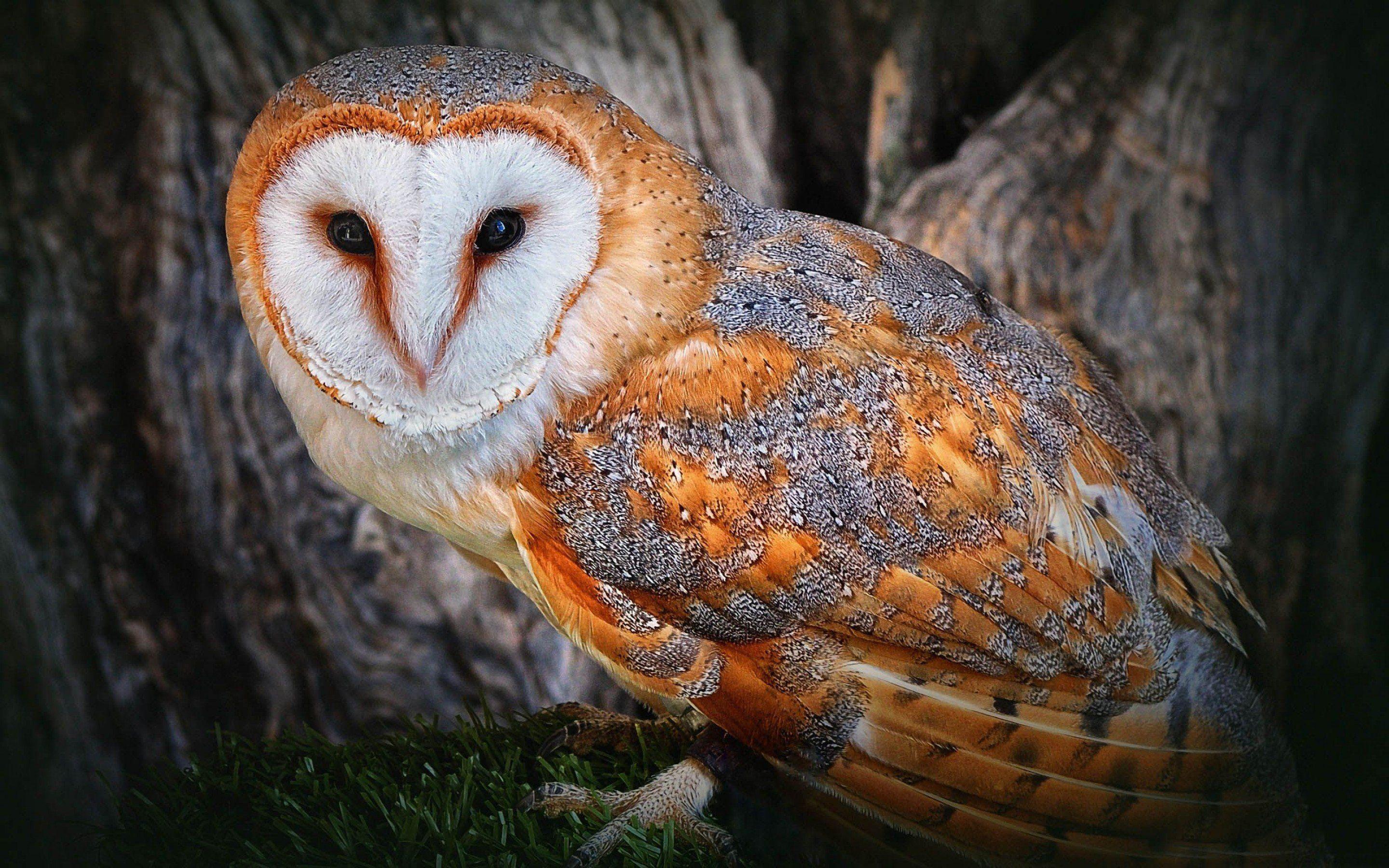 Evil Owl Wallpapers - Top Free Evil Owl Backgrounds - WallpaperAccess