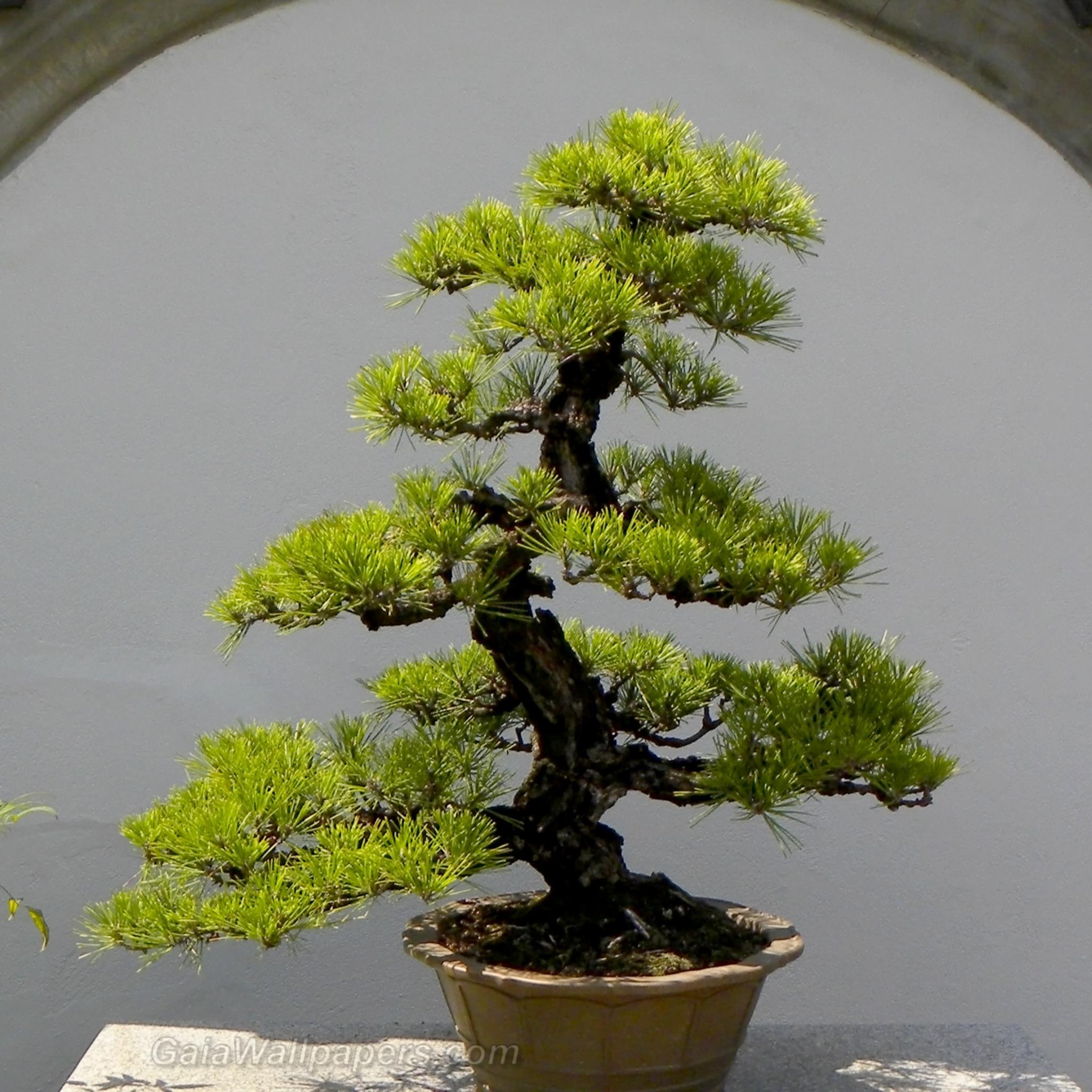 Bonsai Wallpapers - Top Free Bonsai Backgrounds - WallpaperAccess