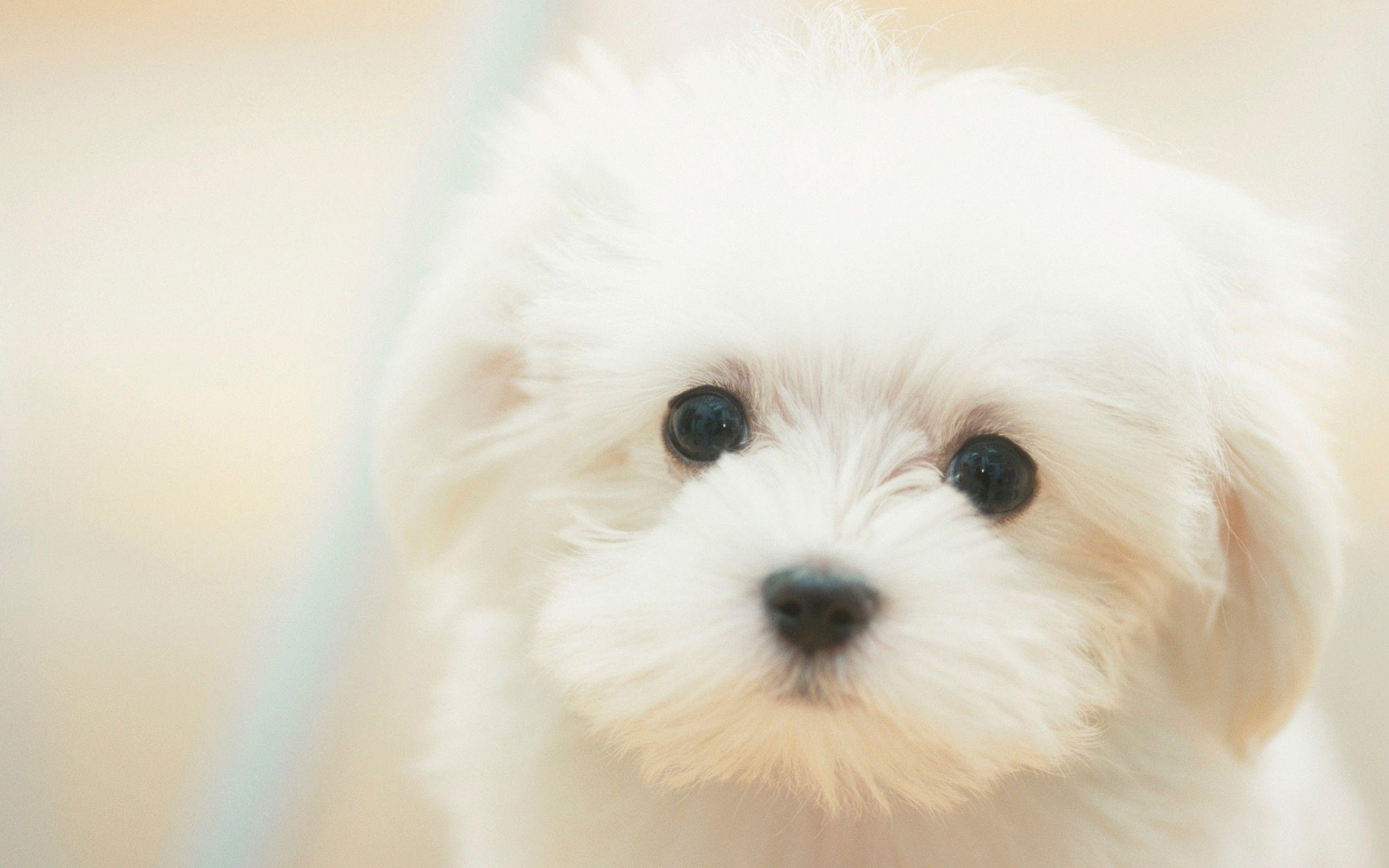 Cute White Puppies Wallpapers - Top Free Cute White Puppies Backgrounds ...