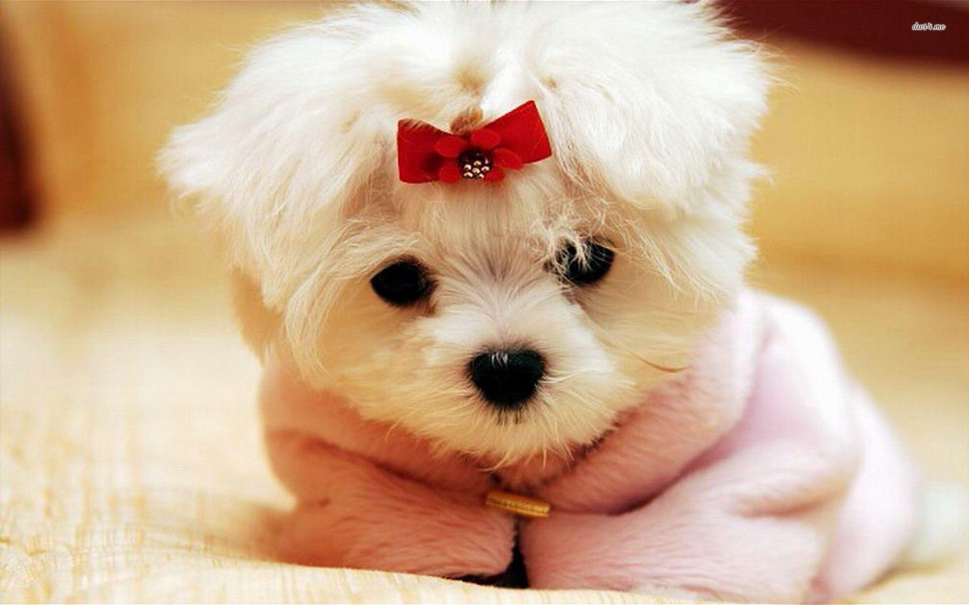 Cute White Puppies Wallpapers - Top Hình Ảnh Đẹp