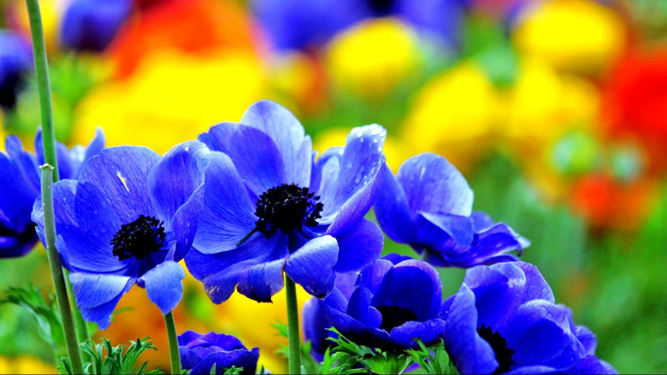 Blue Floral Laptop Wallpapers - Top Free Blue Floral Laptop Backgrounds ...
