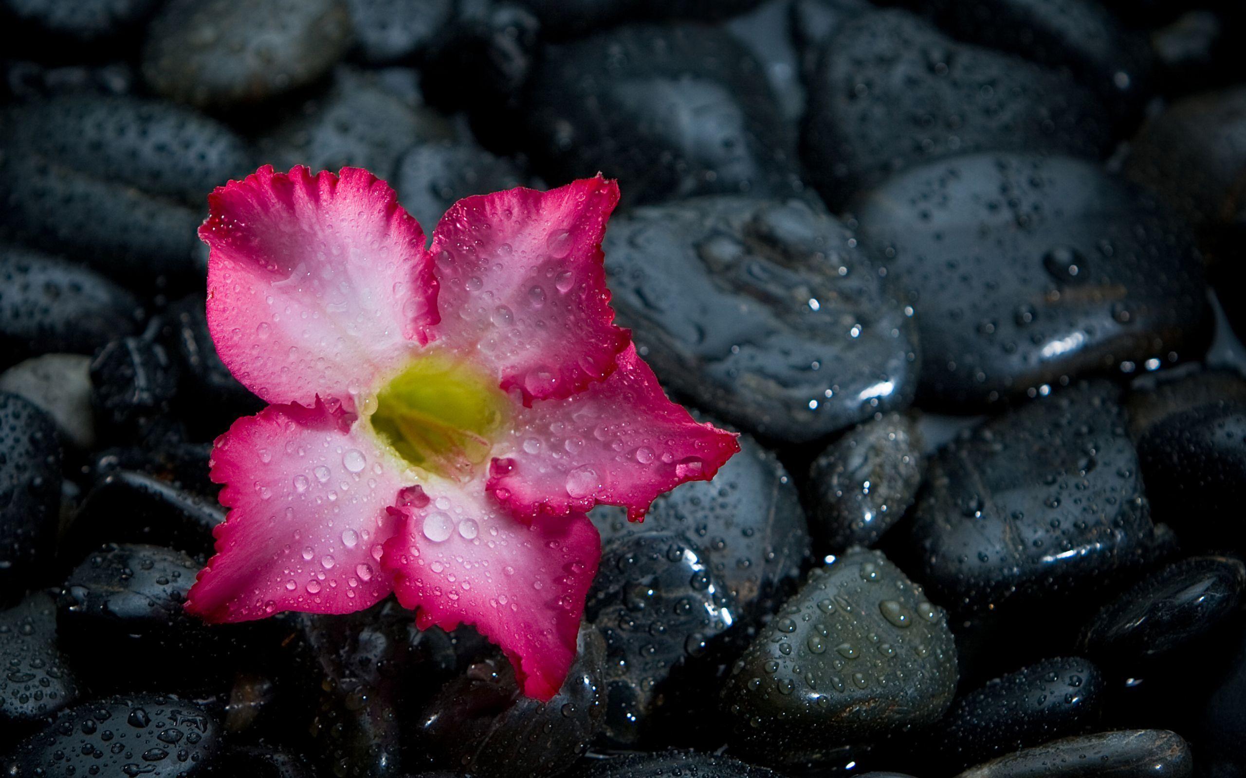 Desert Flowers Wallpapers - Top Free Desert Flowers Backgrounds ...