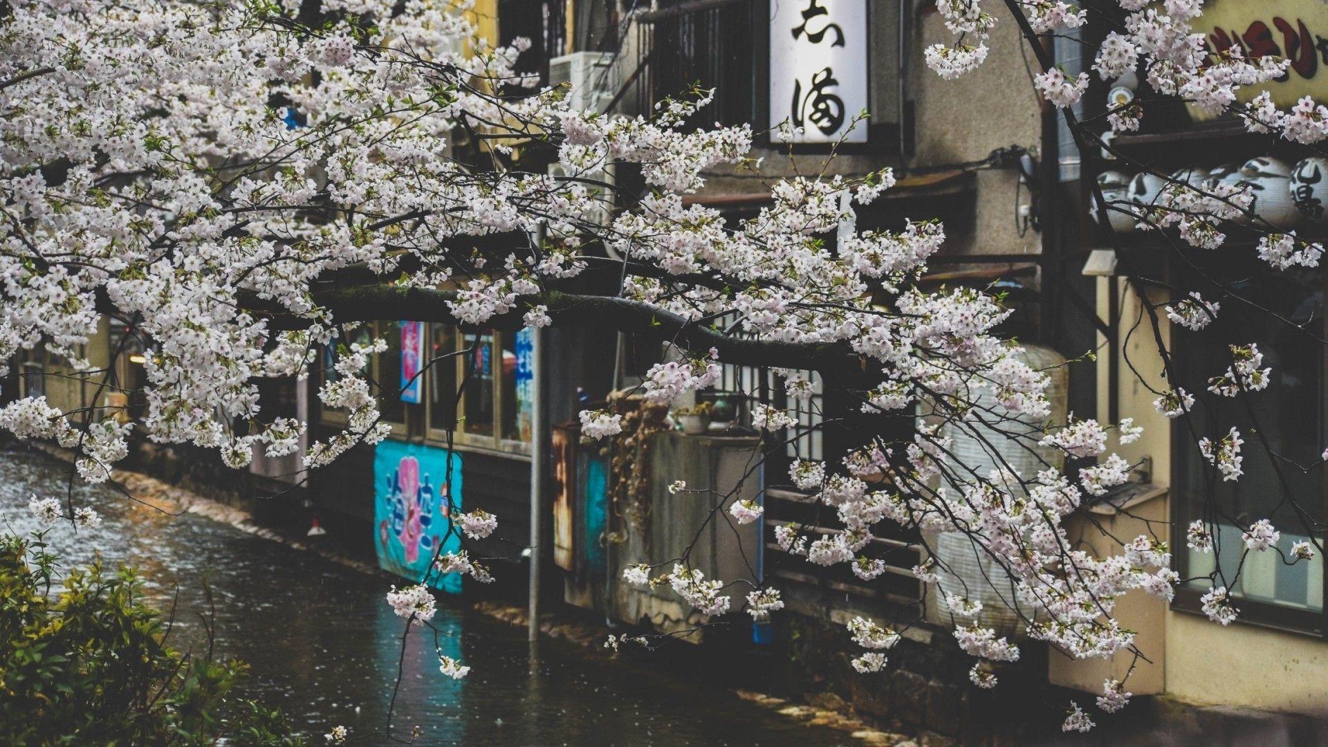 Rain Japan Wallpapers - Top Free Rain Japan Backgrounds - WallpaperAccess