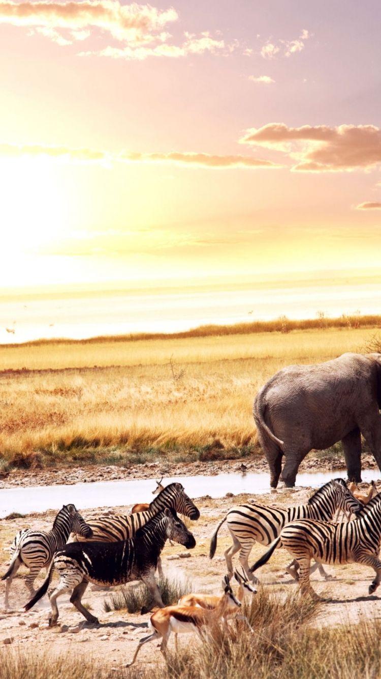 African Phone Wallpapers - Top Free African Phone Backgrounds ...