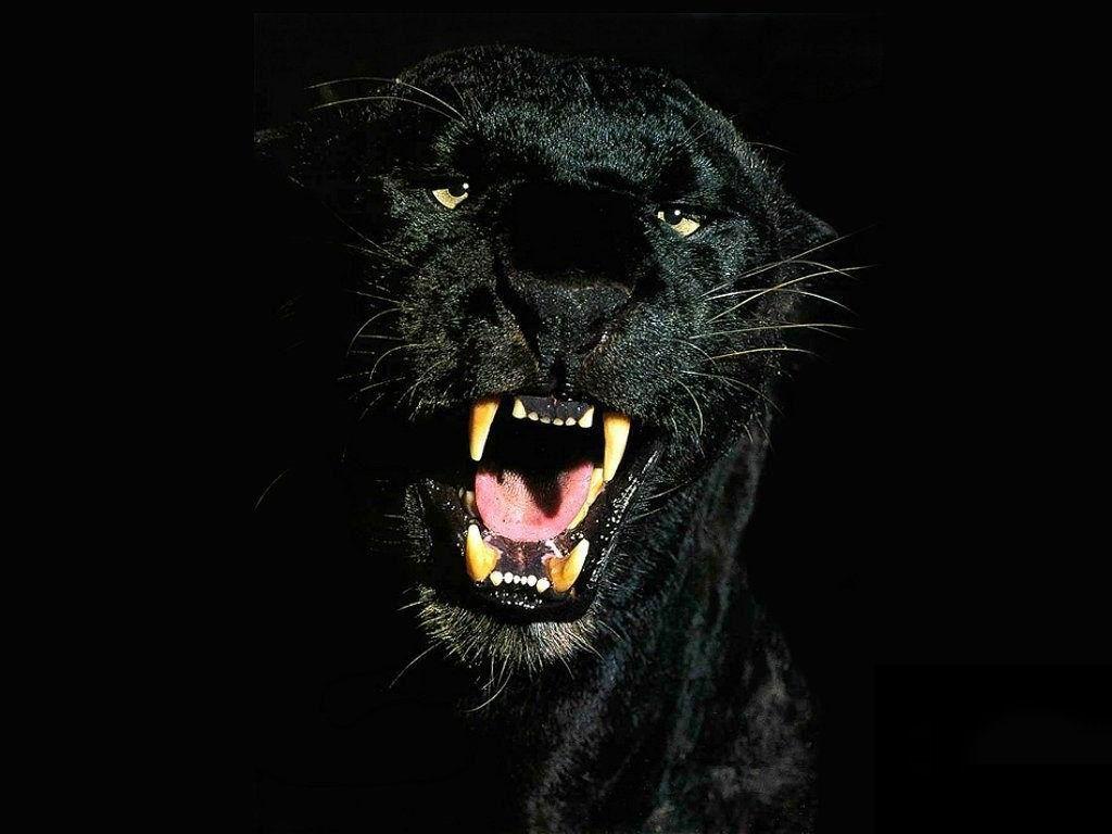 Roar Wallpapers - Top Free Roar Backgrounds - WallpaperAccess