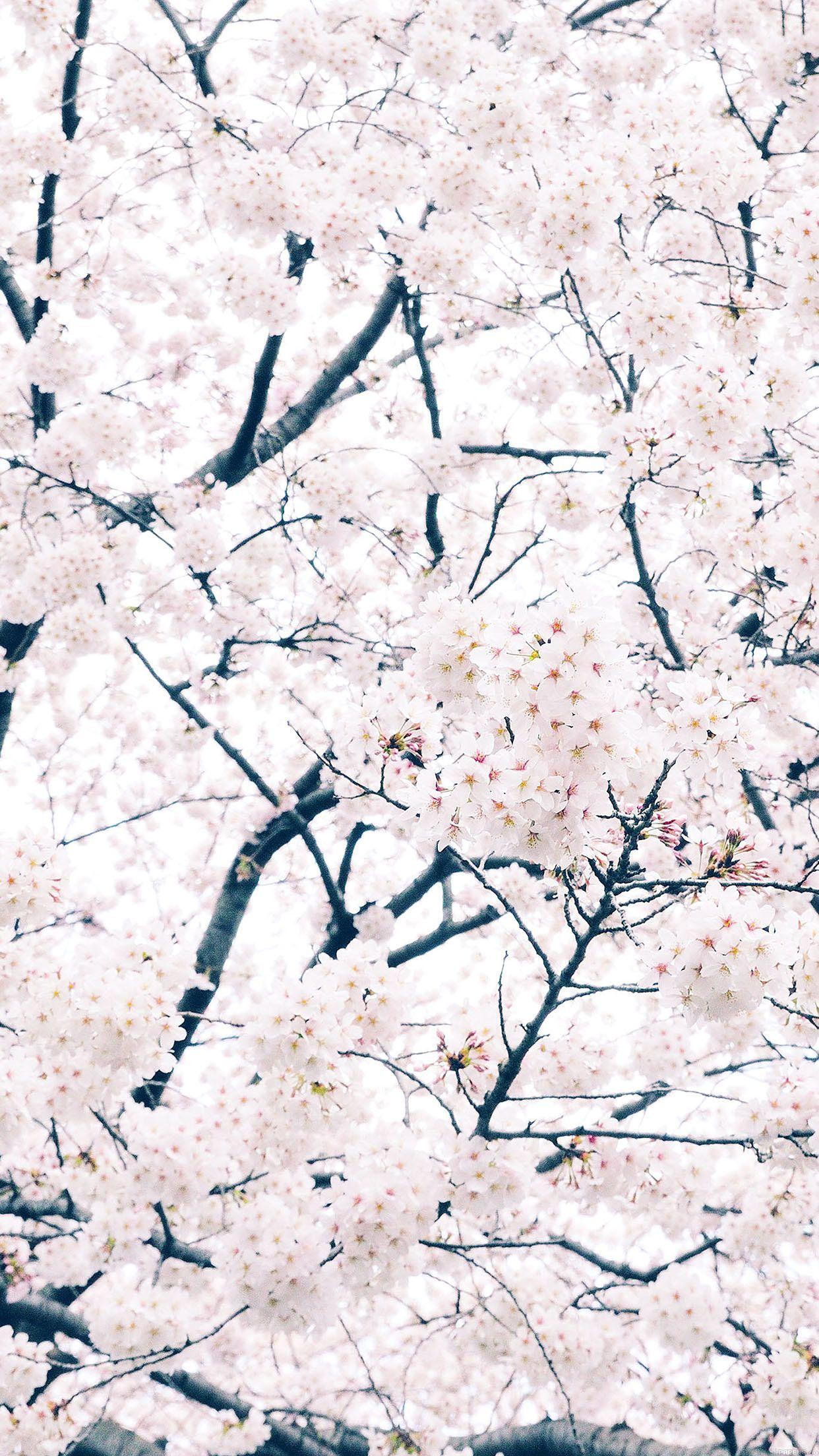 Sakura Phone Wallpapers - Top Free Sakura Phone Backgrounds ...