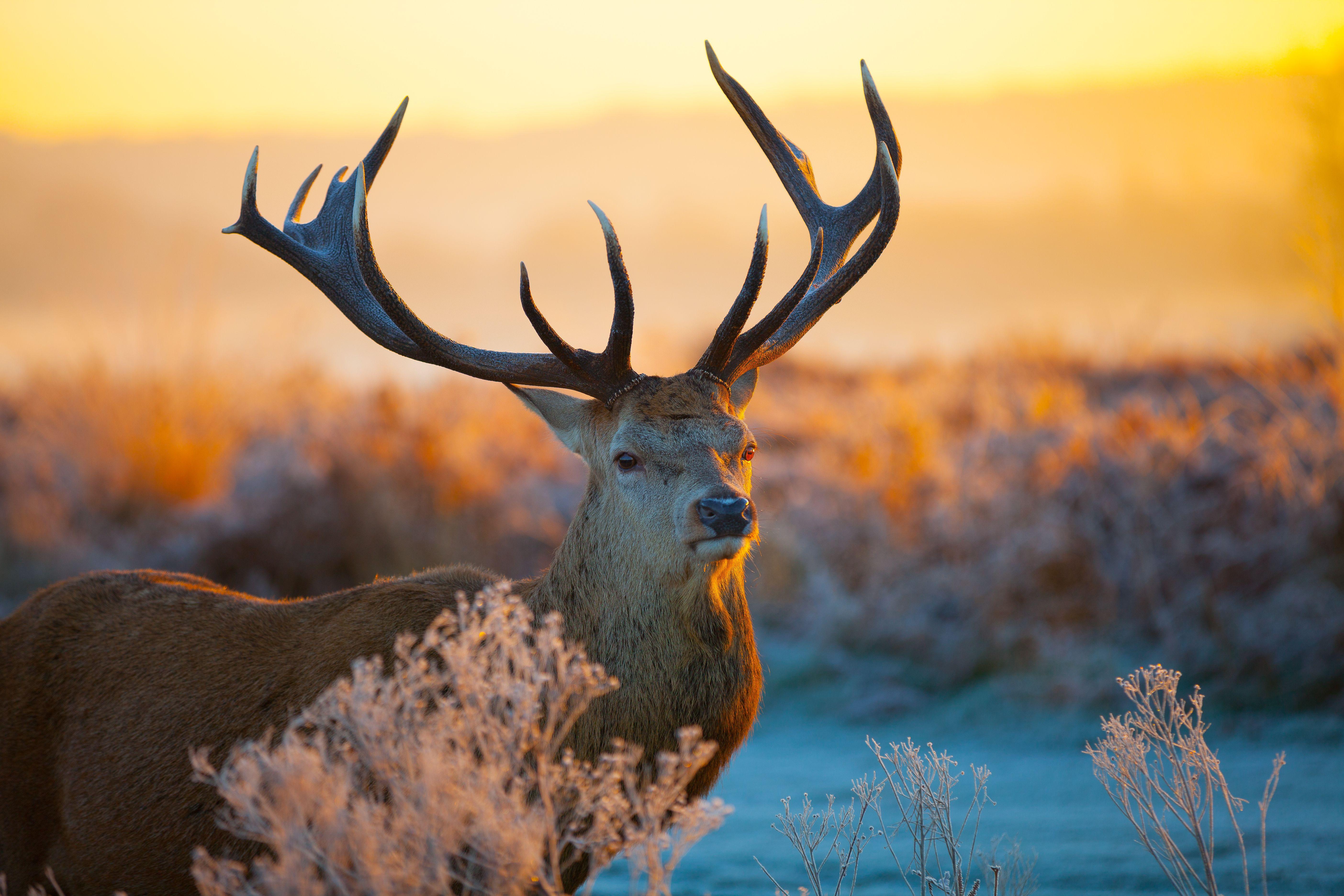 Deer 4K Wallpapers - Top Free Deer 4K Backgrounds - WallpaperAccess