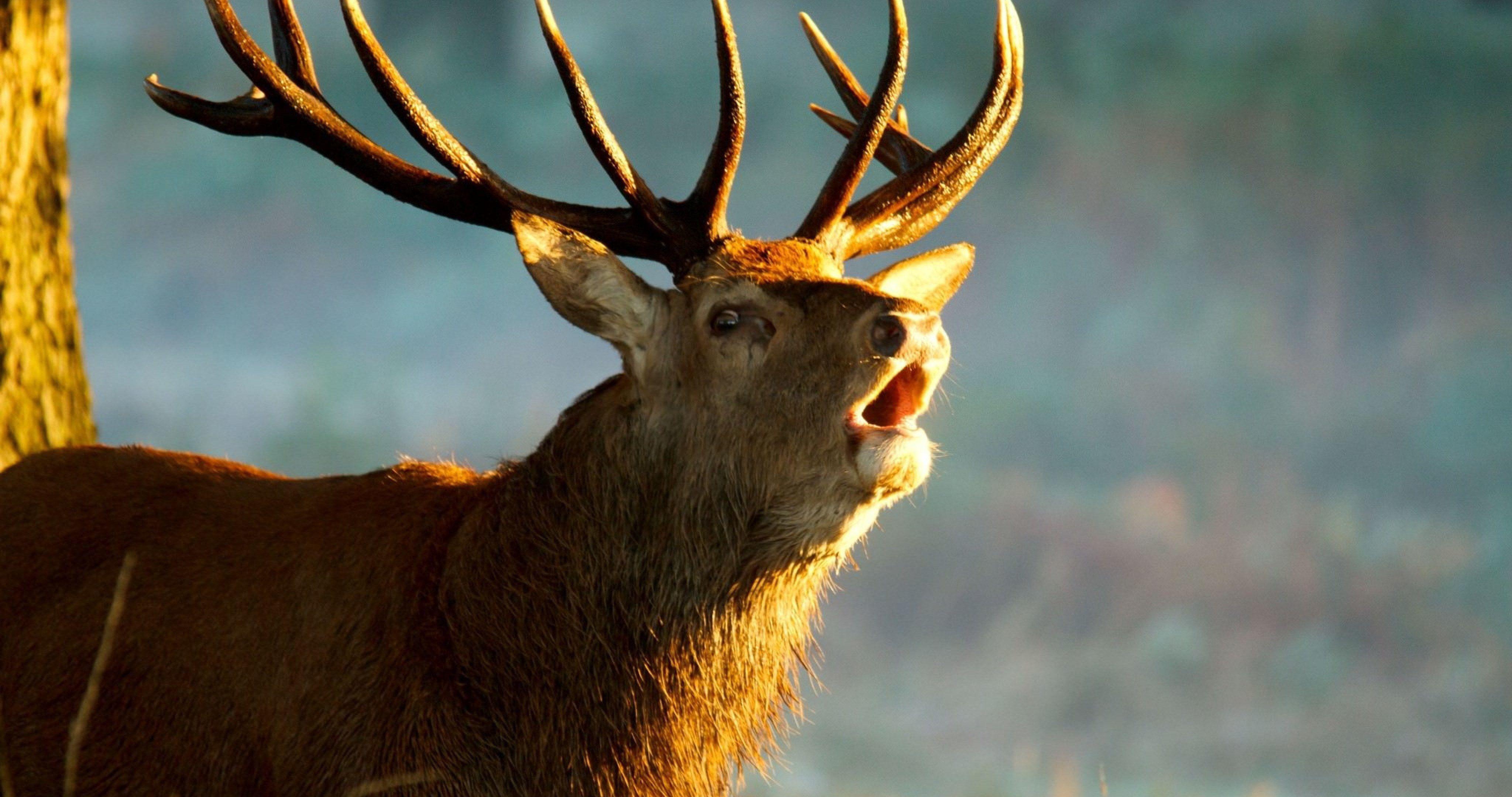 Deer 4K Wallpapers - Top Free Deer 4K Backgrounds - WallpaperAccess