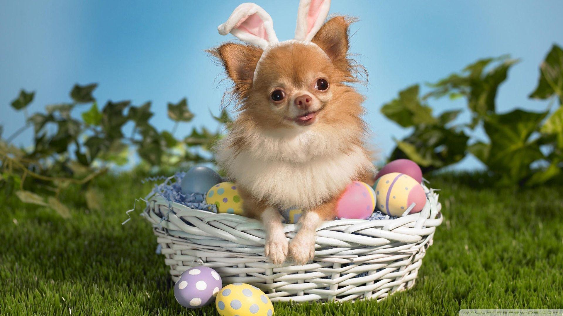 Chihuahua 4K Wallpapers - Top Free Chihuahua 4K Backgrounds ...