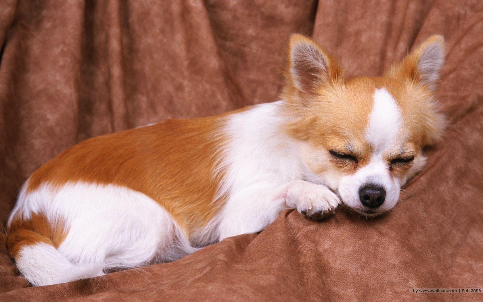 Chihuahua 4K Wallpapers - Top Free Chihuahua 4K Backgrounds ...