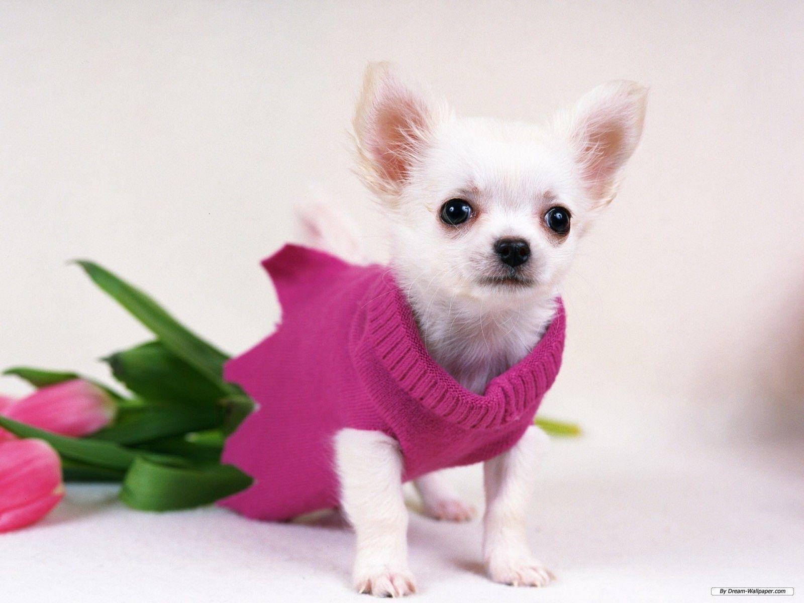 Chihuahua 4K Wallpapers - Top Free Chihuahua 4K Backgrounds ...
