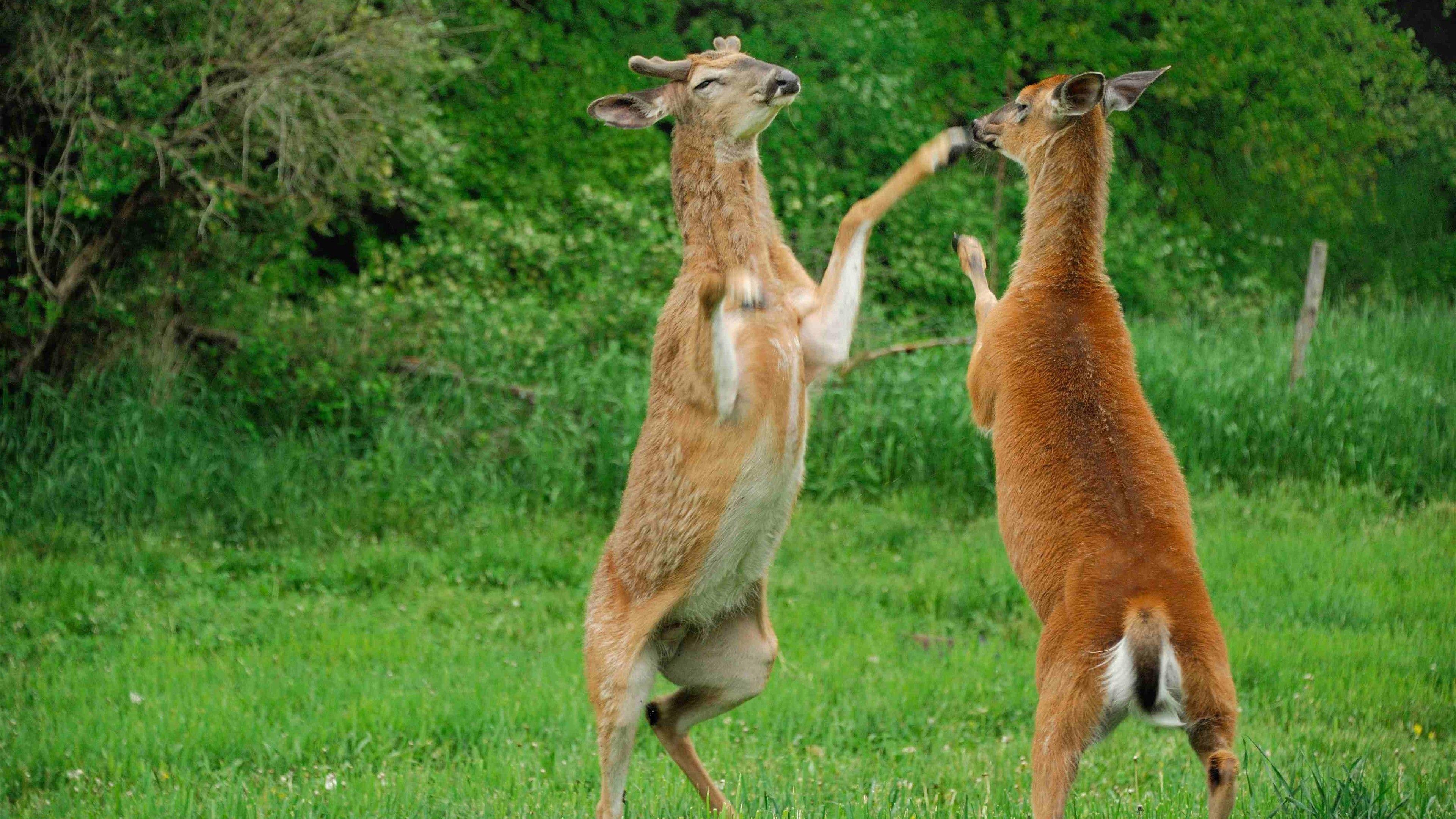 Deer 4K Wallpapers - Top Free Deer 4K Backgrounds - WallpaperAccess