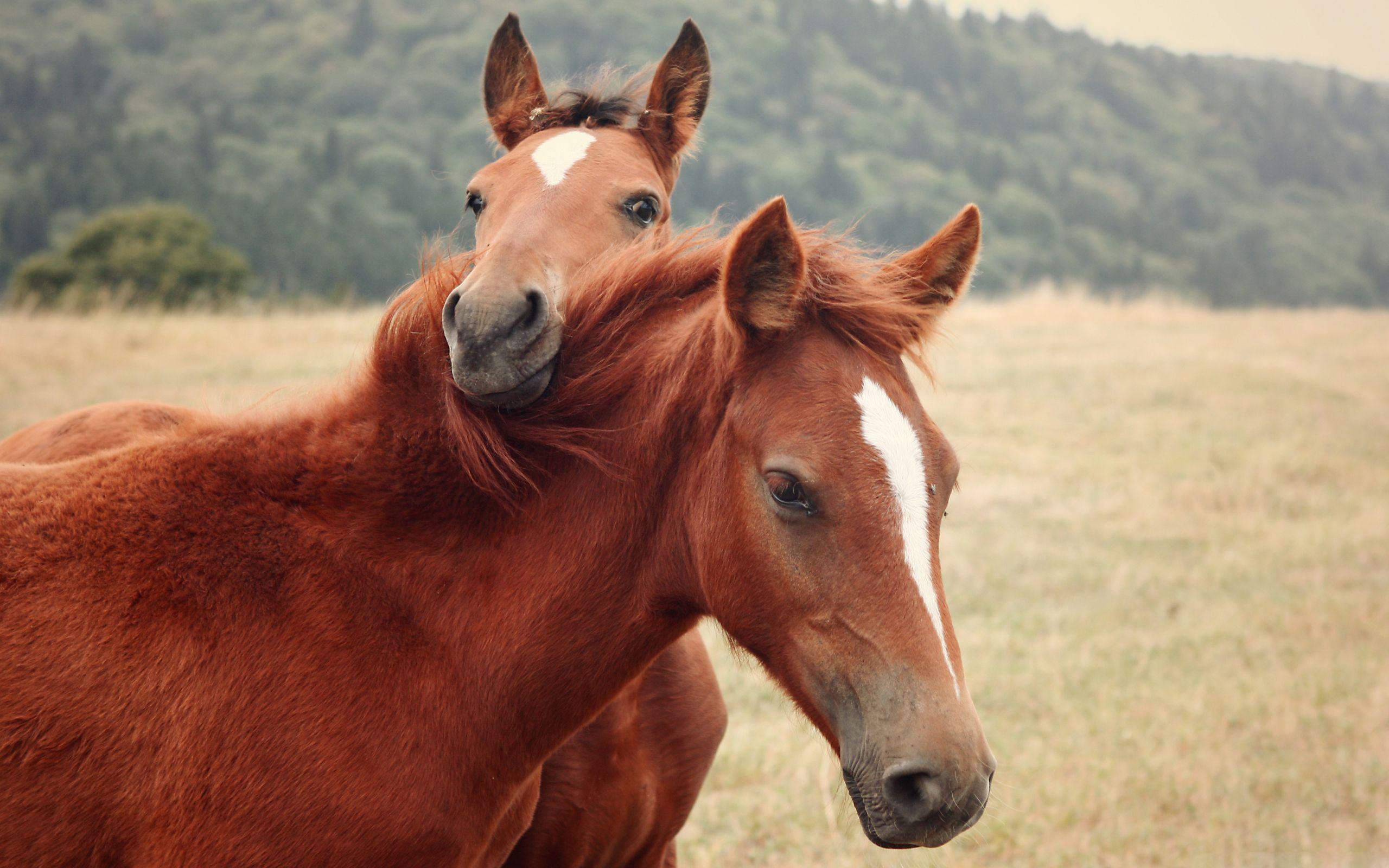 Brown Horse Wallpapers - Top Free Brown Horse Backgrounds - WallpaperAccess