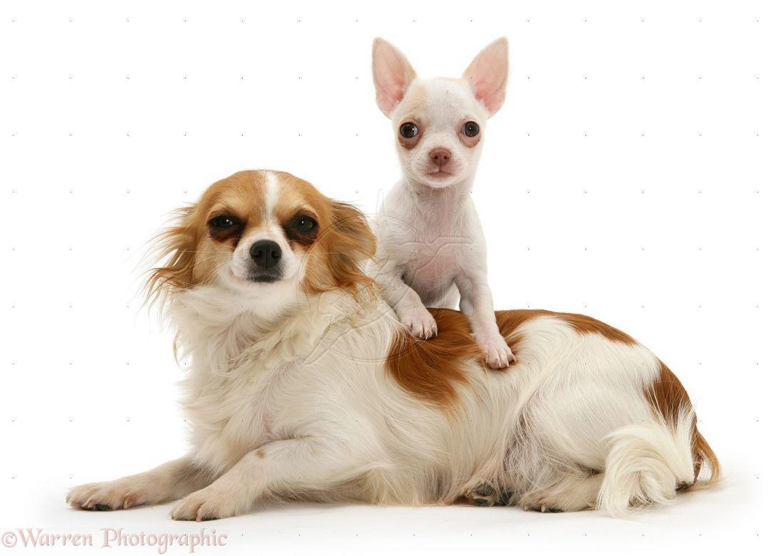Chihuahua 4K Wallpapers - Top Free Chihuahua 4K Backgrounds ...