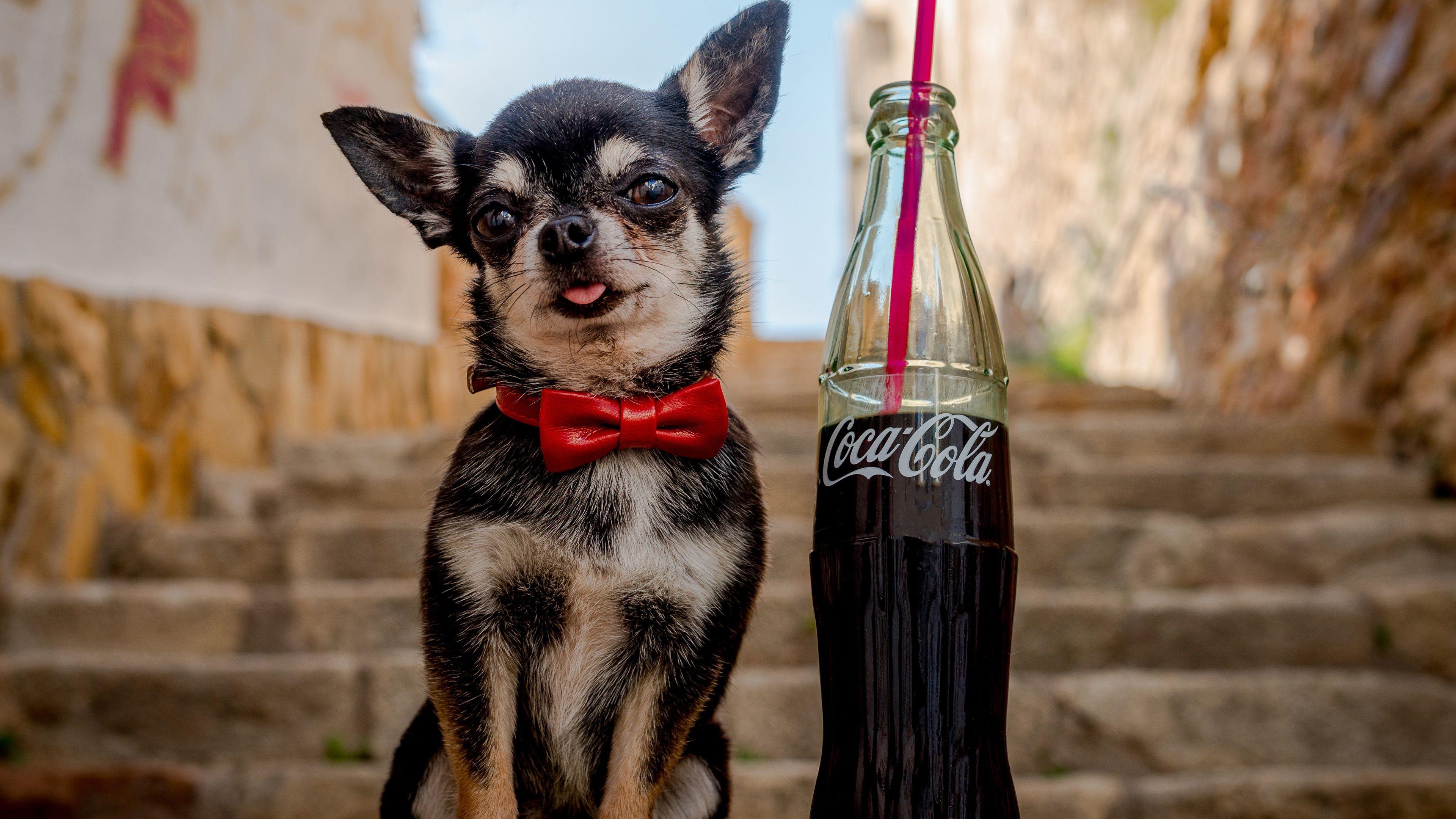 Chihuahua 4K Wallpapers - Top Free Chihuahua 4K Backgrounds ...