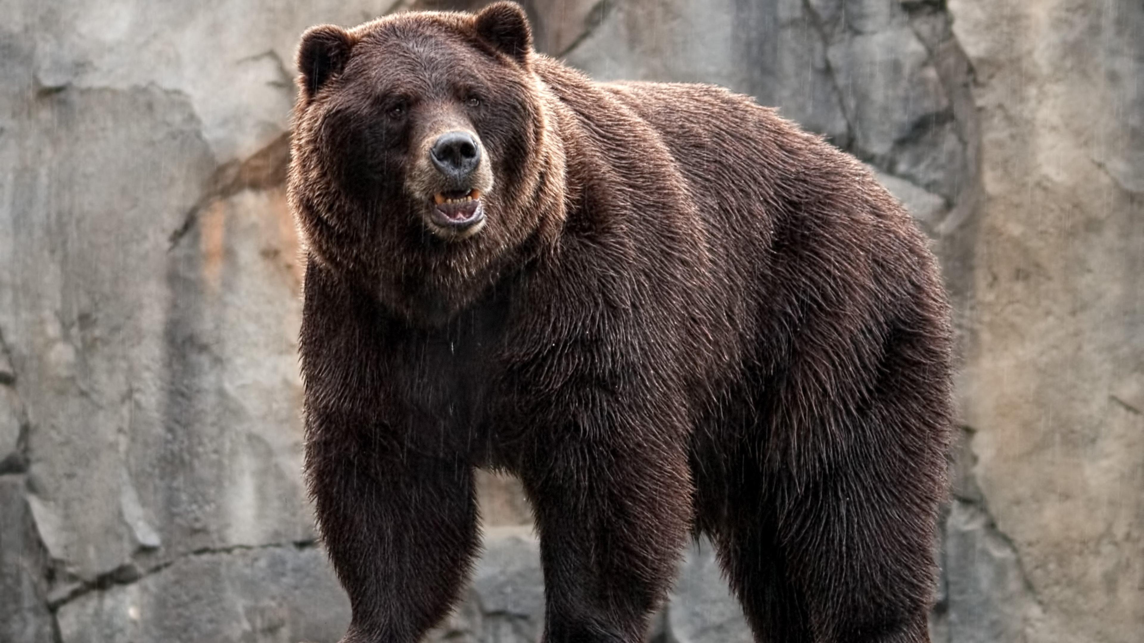 4k Bear Wallpapers - Top Free 4k Bear Backgrounds - WallpaperAccess