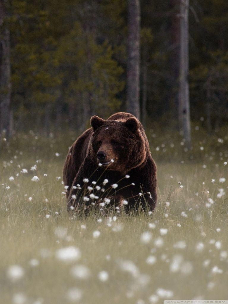 4k Bear Wallpapers - Top Free 4k Bear Backgrounds - WallpaperAccess