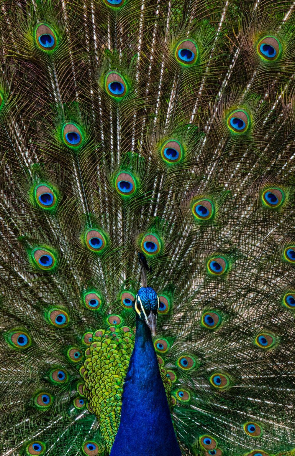 Lucky Peacock Wallpapers - Top Free Lucky Peacock Backgrounds ...