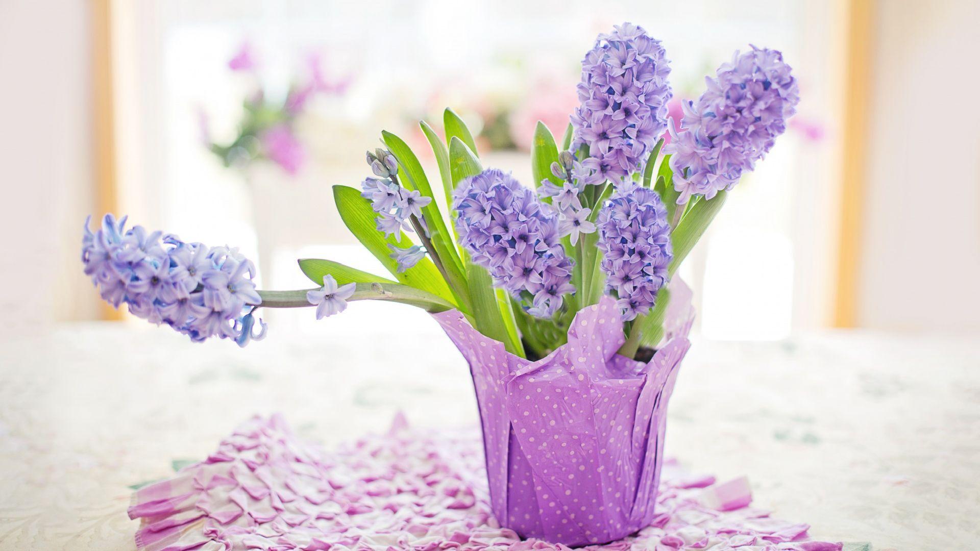 Potted Flowers Wallpapers - Top Free Potted Flowers Backgrounds ...