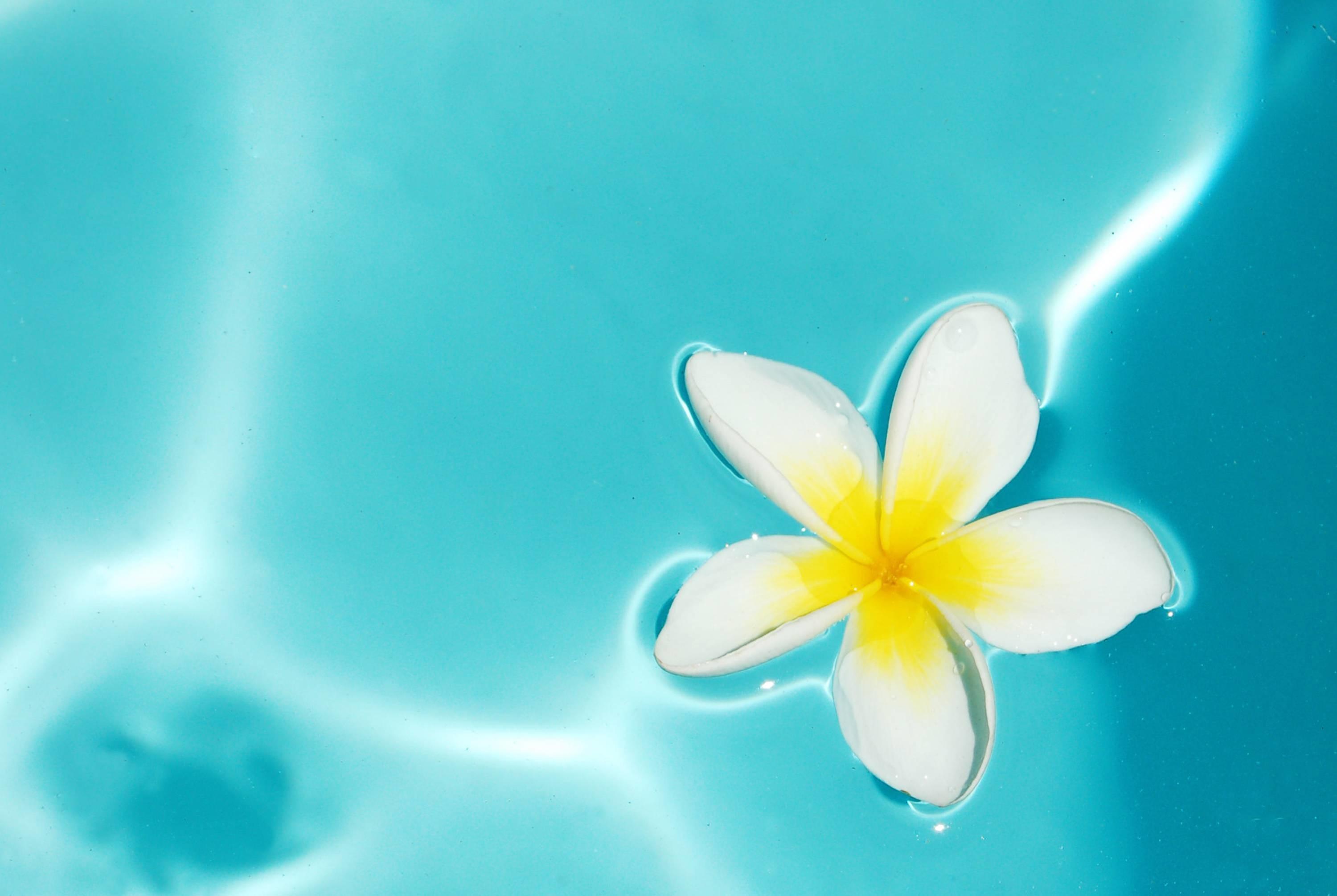 Frangipani Wallpapers - Top Free Frangipani Backgrounds - WallpaperAccess