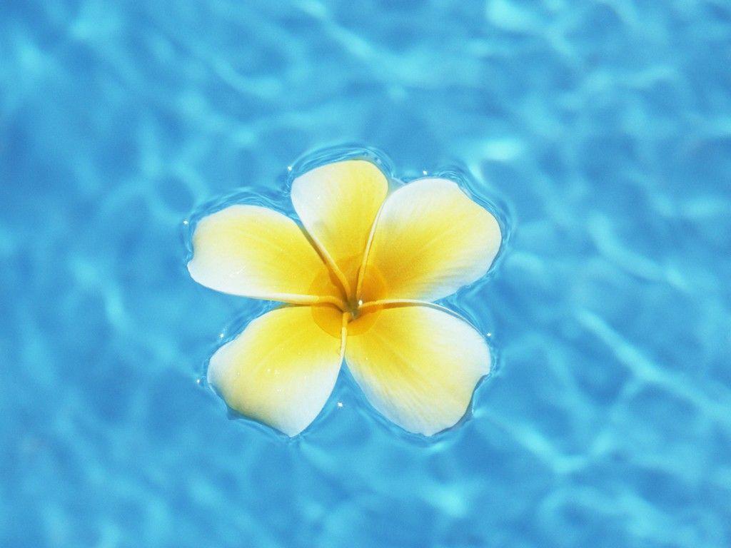 Frangipani Wallpapers - Top Free Frangipani Backgrounds - WallpaperAccess