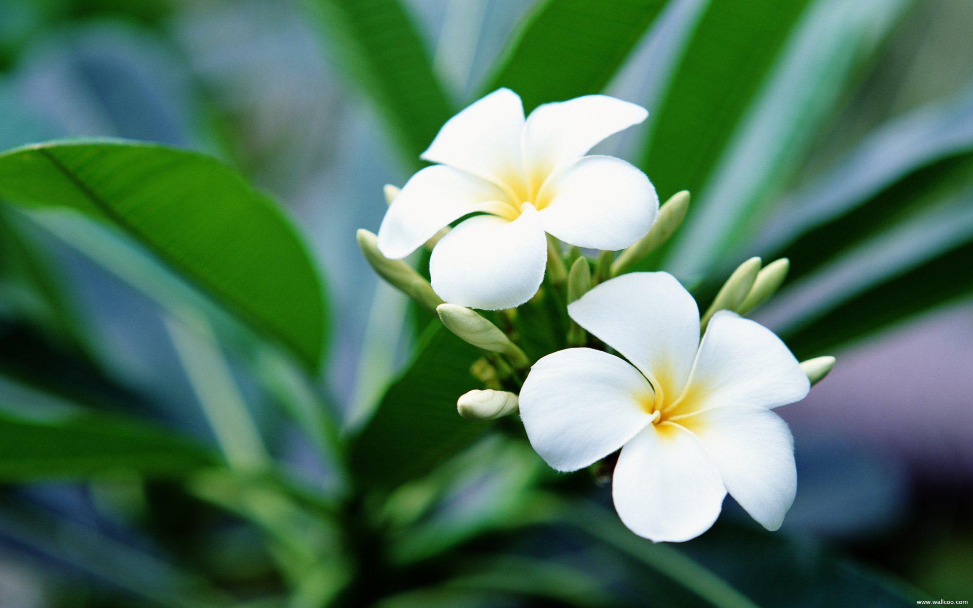 Frangipani Wallpapers - Top Free Frangipani Backgrounds - WallpaperAccess