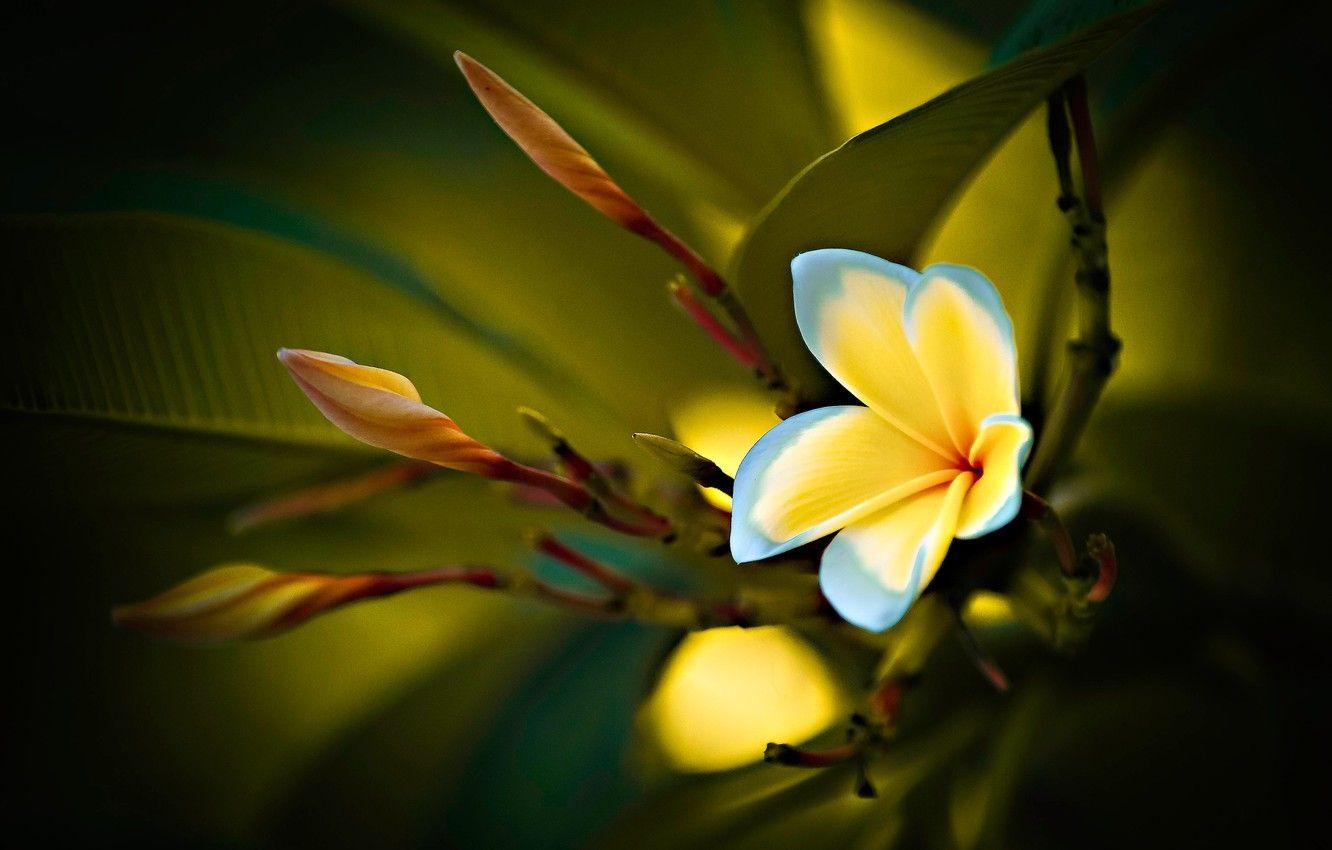 Frangipani Wallpapers - Top Free Frangipani Backgrounds - WallpaperAccess