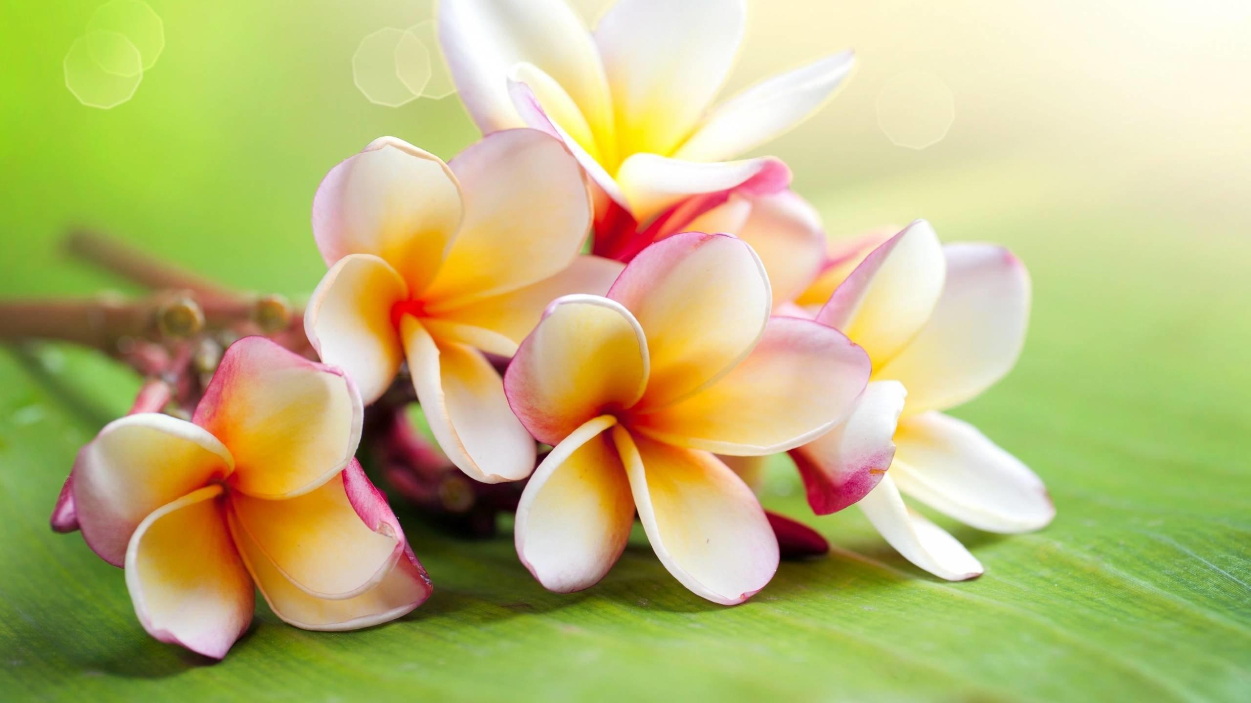 Frangipani Wallpapers - Top Free Frangipani Backgrounds - WallpaperAccess