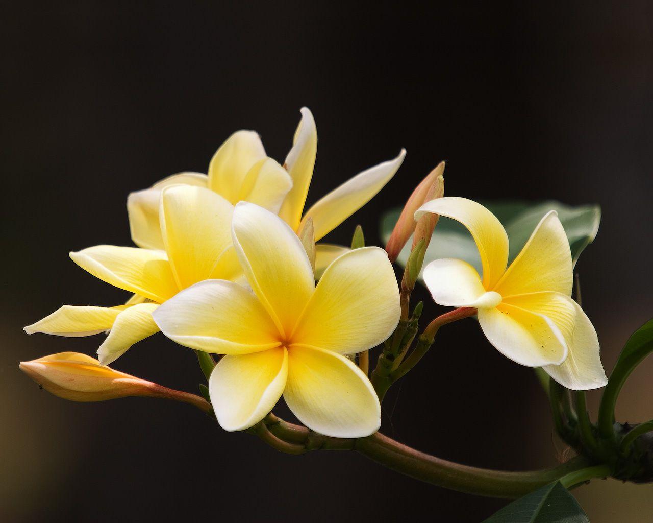 Frangipani Wallpapers - Top Free Frangipani Backgrounds - WallpaperAccess