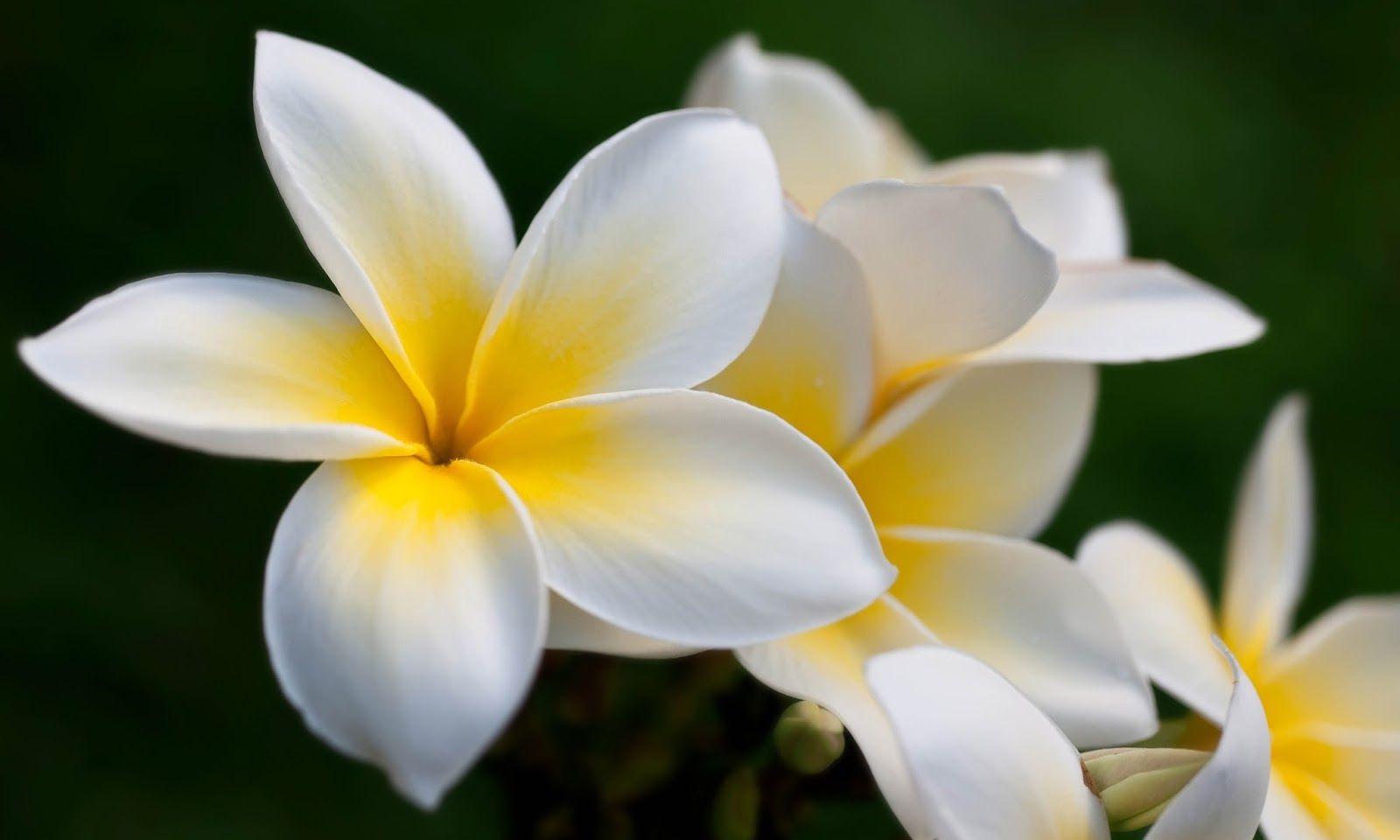 Frangipani Wallpapers - Top Free Frangipani Backgrounds - WallpaperAccess