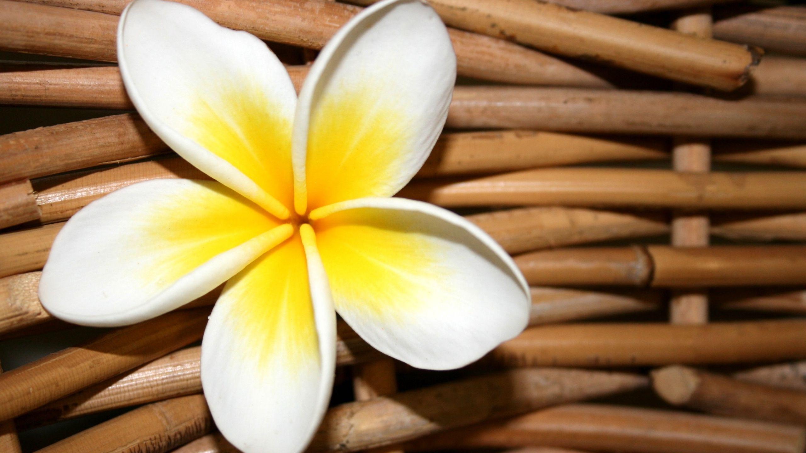 Frangipani Wallpapers - Top Free Frangipani Backgrounds - WallpaperAccess