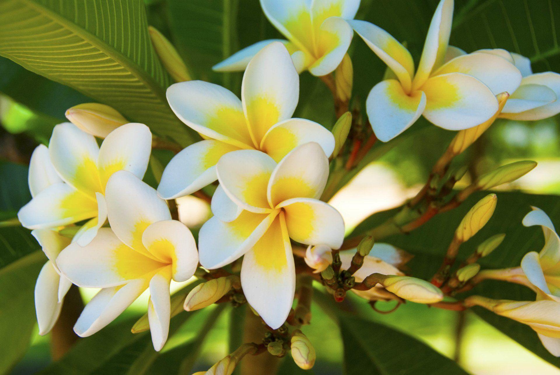 Frangipani Wallpapers - Top Free Frangipani Backgrounds - WallpaperAccess