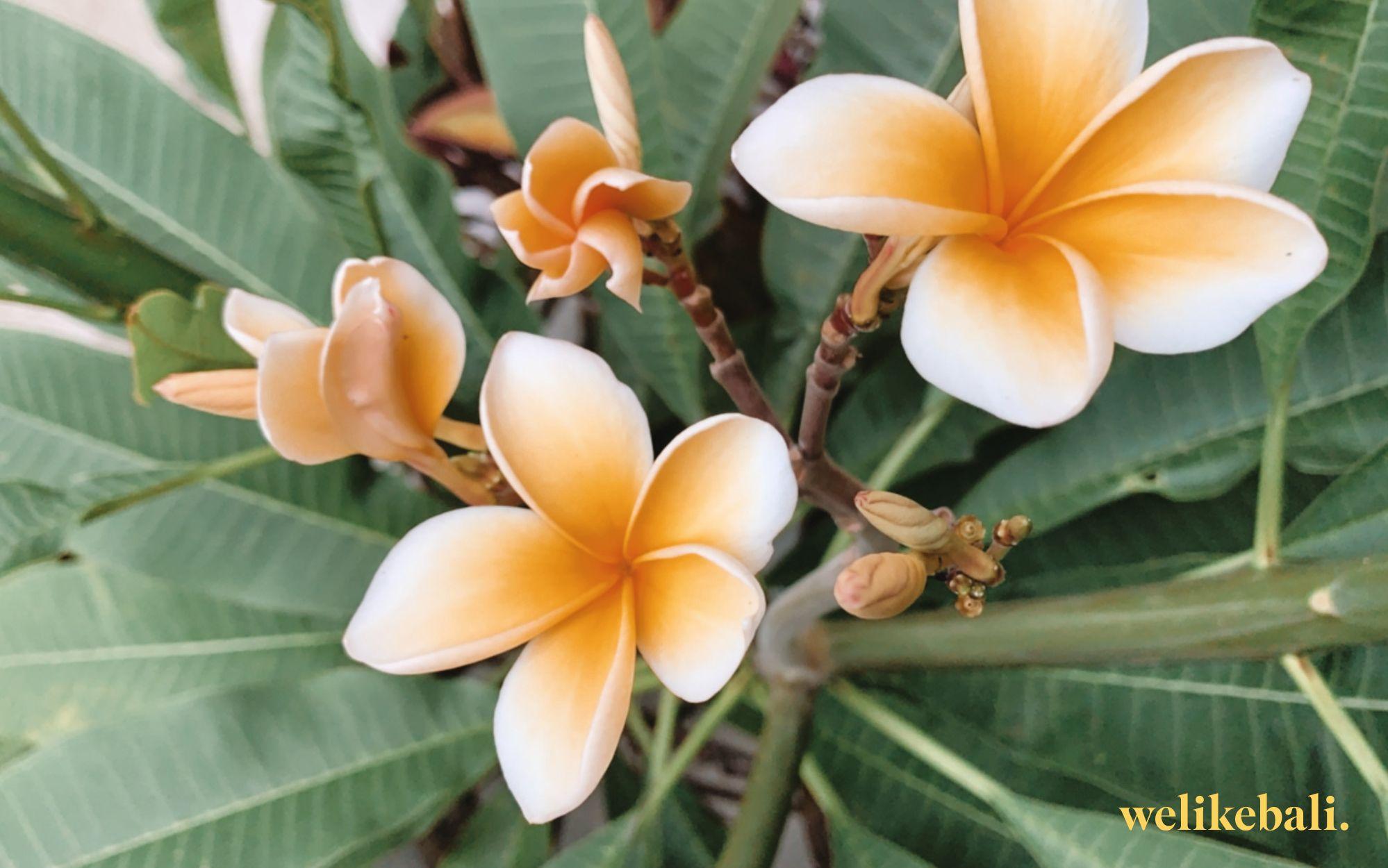 Frangipani Wallpapers - Top Free Frangipani Backgrounds - WallpaperAccess