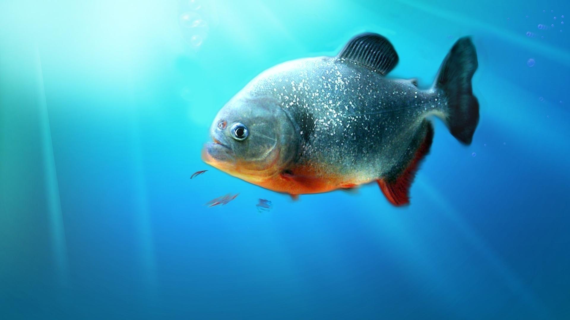 Piranhas Wallpapers - Top Free Piranhas Backgrounds - WallpaperAccess