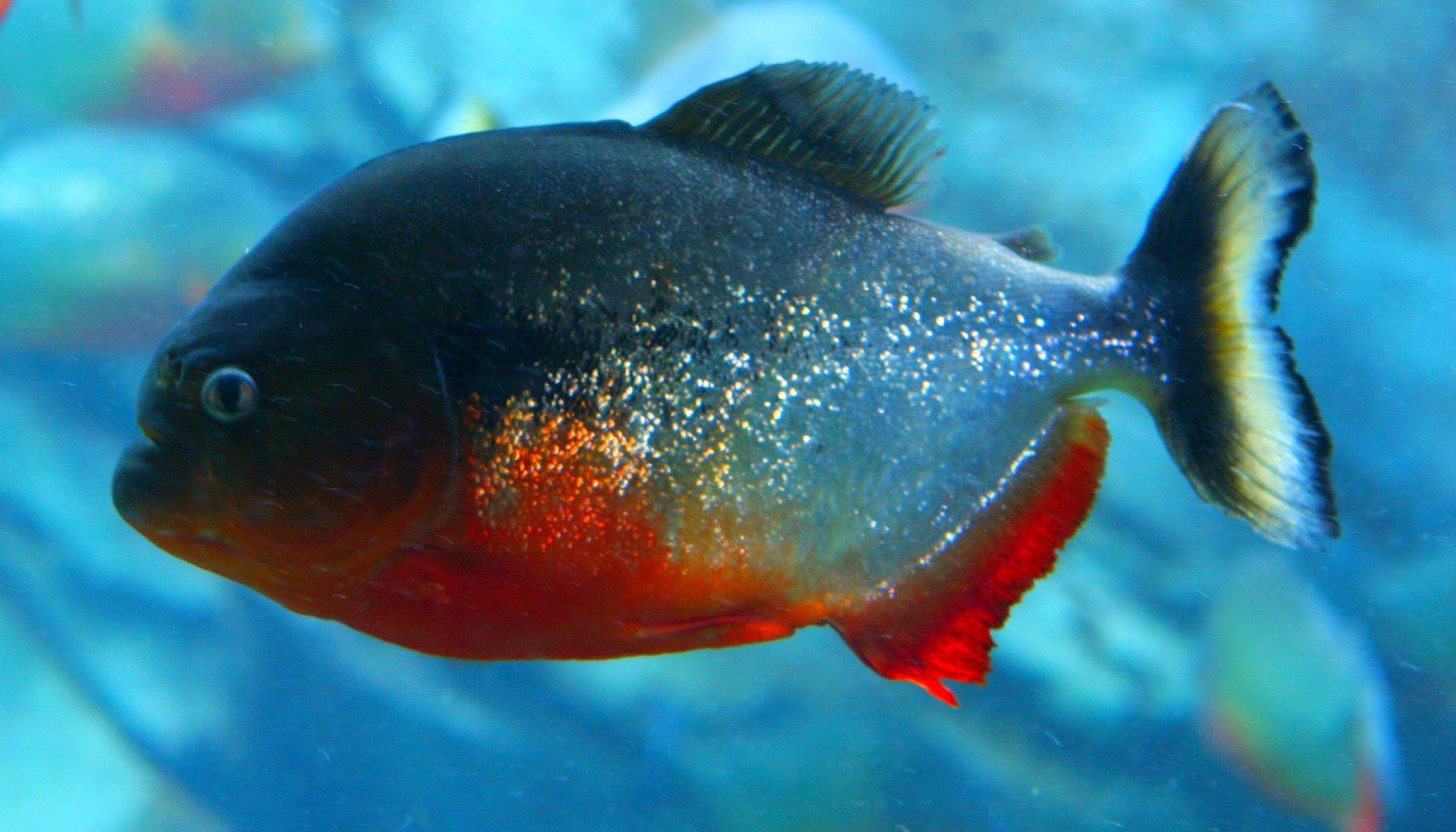 Piranhas Wallpapers - Top Free Piranhas Backgrounds - WallpaperAccess