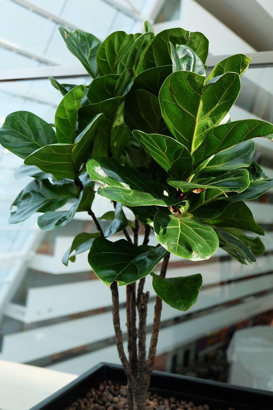 Indoor Plants Wallpapers - Top Free Indoor Plants Backgrounds ...