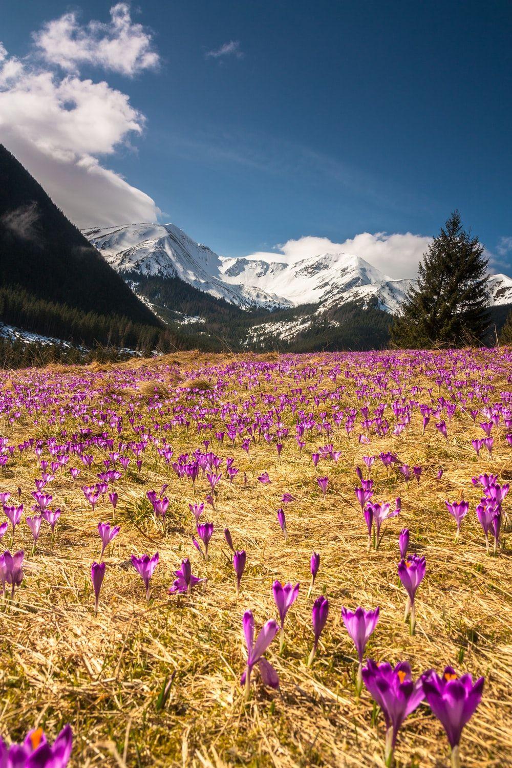 Flowers Field Wallpapers - Top Free Flowers Field Backgrounds ...
