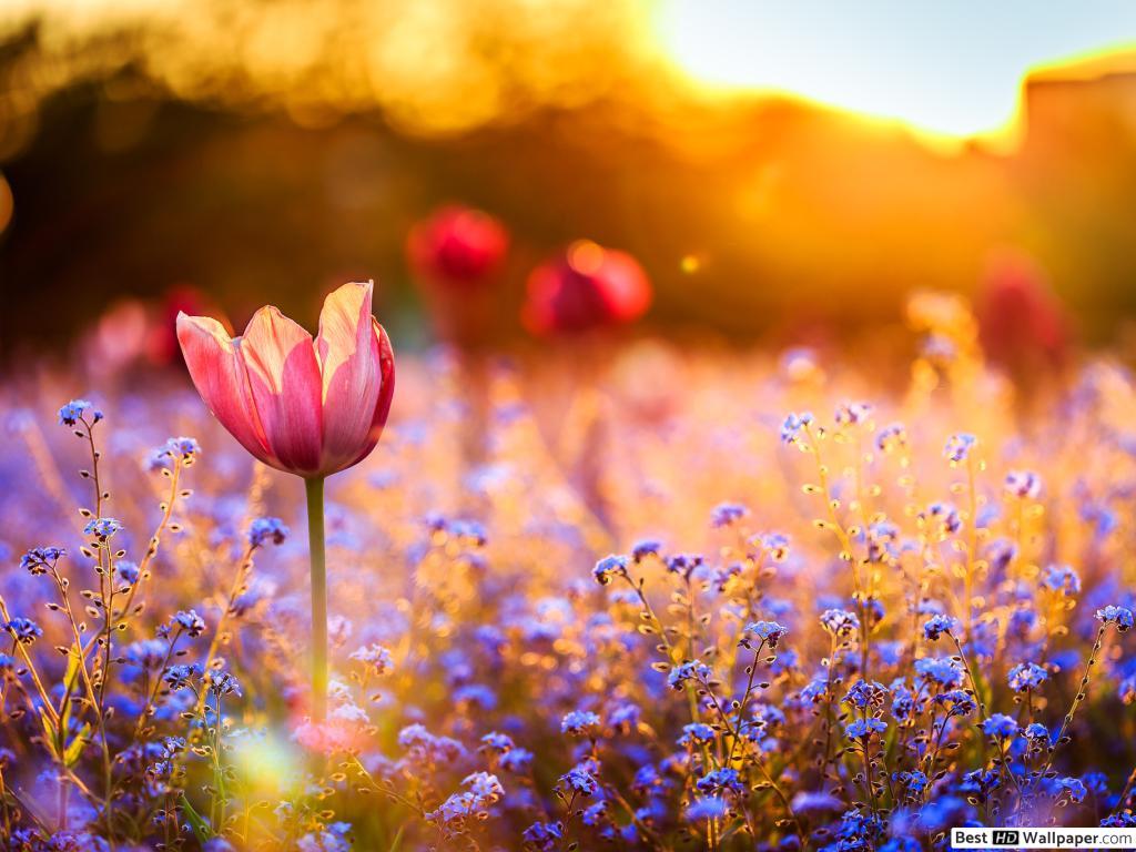 Flower Field Desktop Wallpapers - Top Free Flower Field Desktop ...