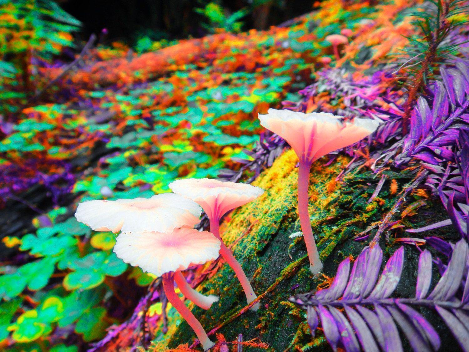 Shroom Wallpapers - Top Free Shroom Backgrounds - WallpaperAccess