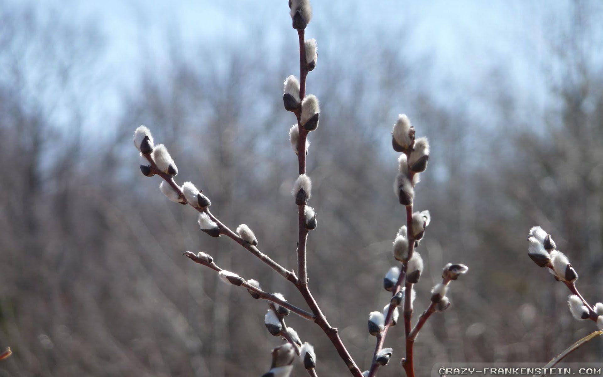 Early Spring Wallpapers - Top Free Early Spring Backgrounds ...