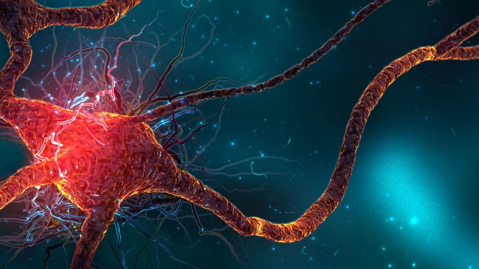 Neurology Wallpapers - Top Free Neurology Backgrounds - WallpaperAccess