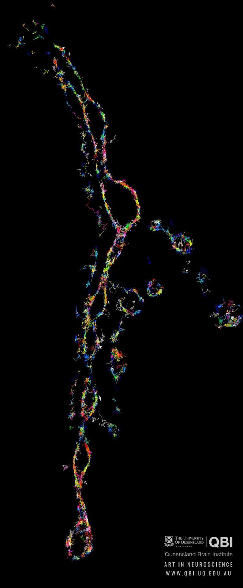 Neurology Wallpapers - Top Free Neurology Backgrounds - WallpaperAccess